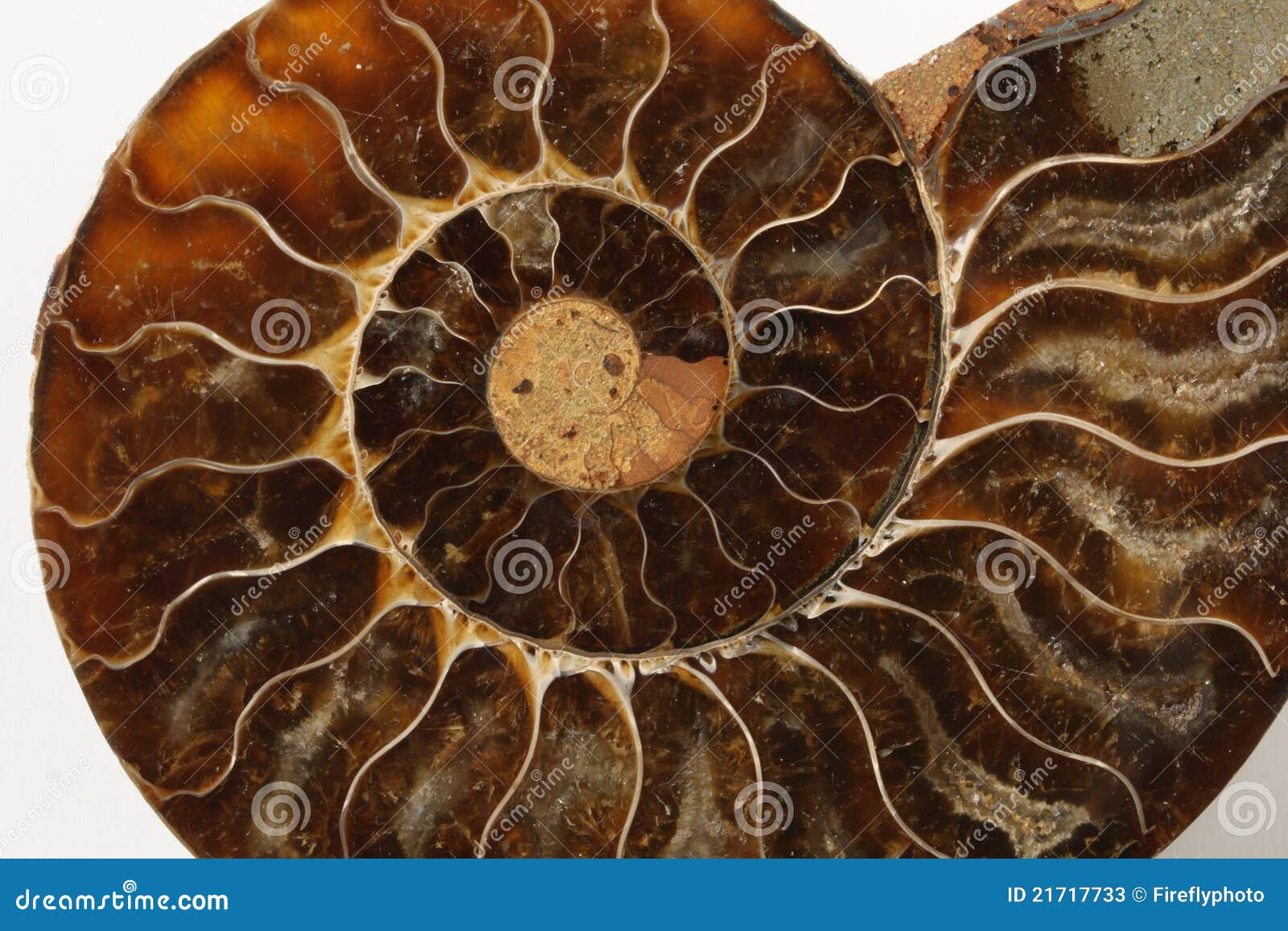 Ammonite Fossil Imprint On Stone, Macro View Of Petrified Prehistoric ...