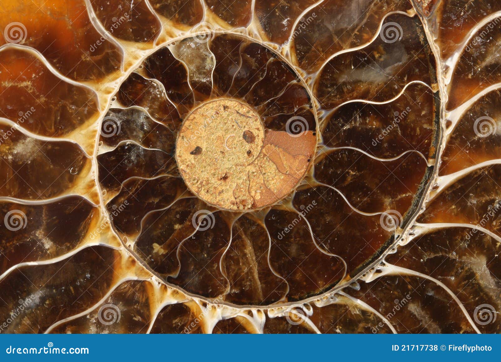 Ammonite Fossil Imprint On Stone, Macro View Of Petrified Prehistoric ...