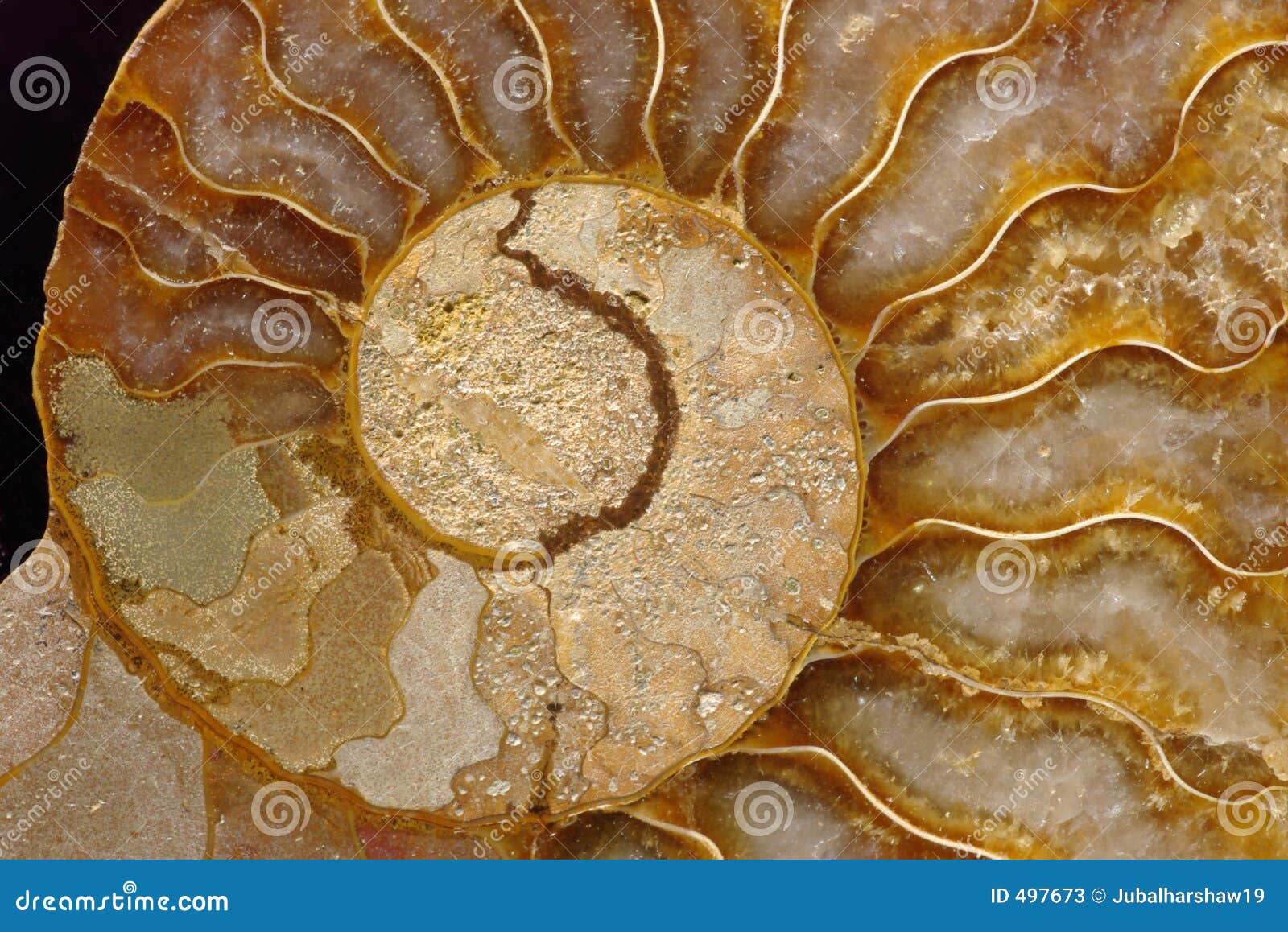 Ammonite fossil stock image. Image of silurian, fossil - 497673