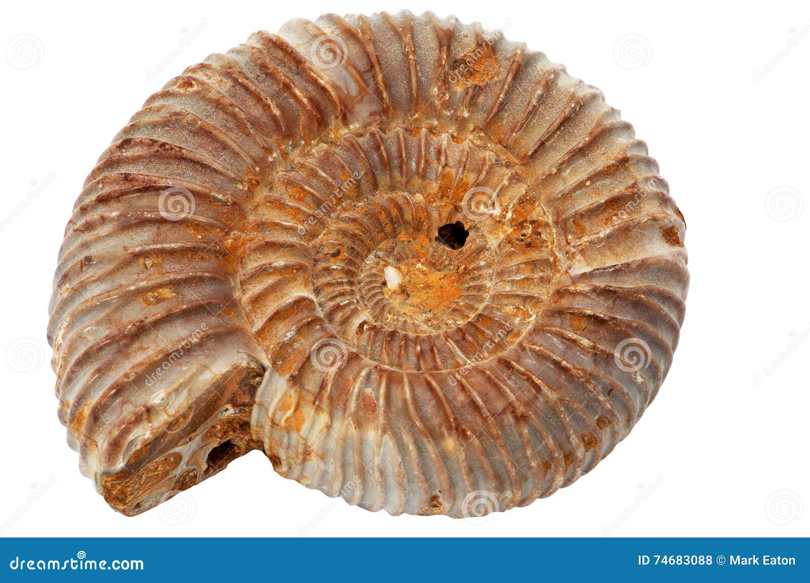 Ammonite Fossil Stock Photography | CartoonDealer.com #74683088 Ammonite Fossil Stock Photography | CartoonDealer.com #74683088