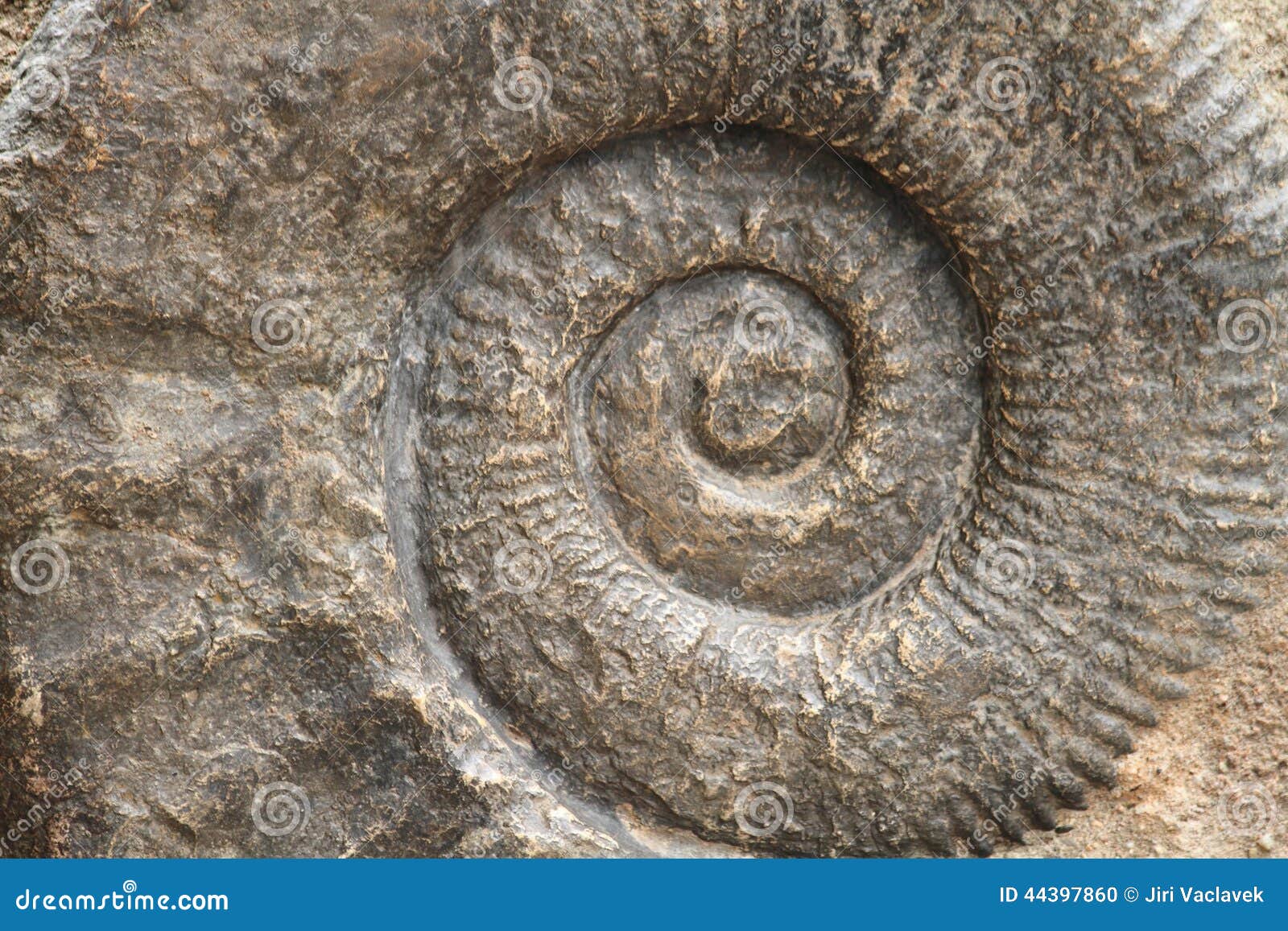 Ammonite fossil background stock photo. Image of animal - 44397860