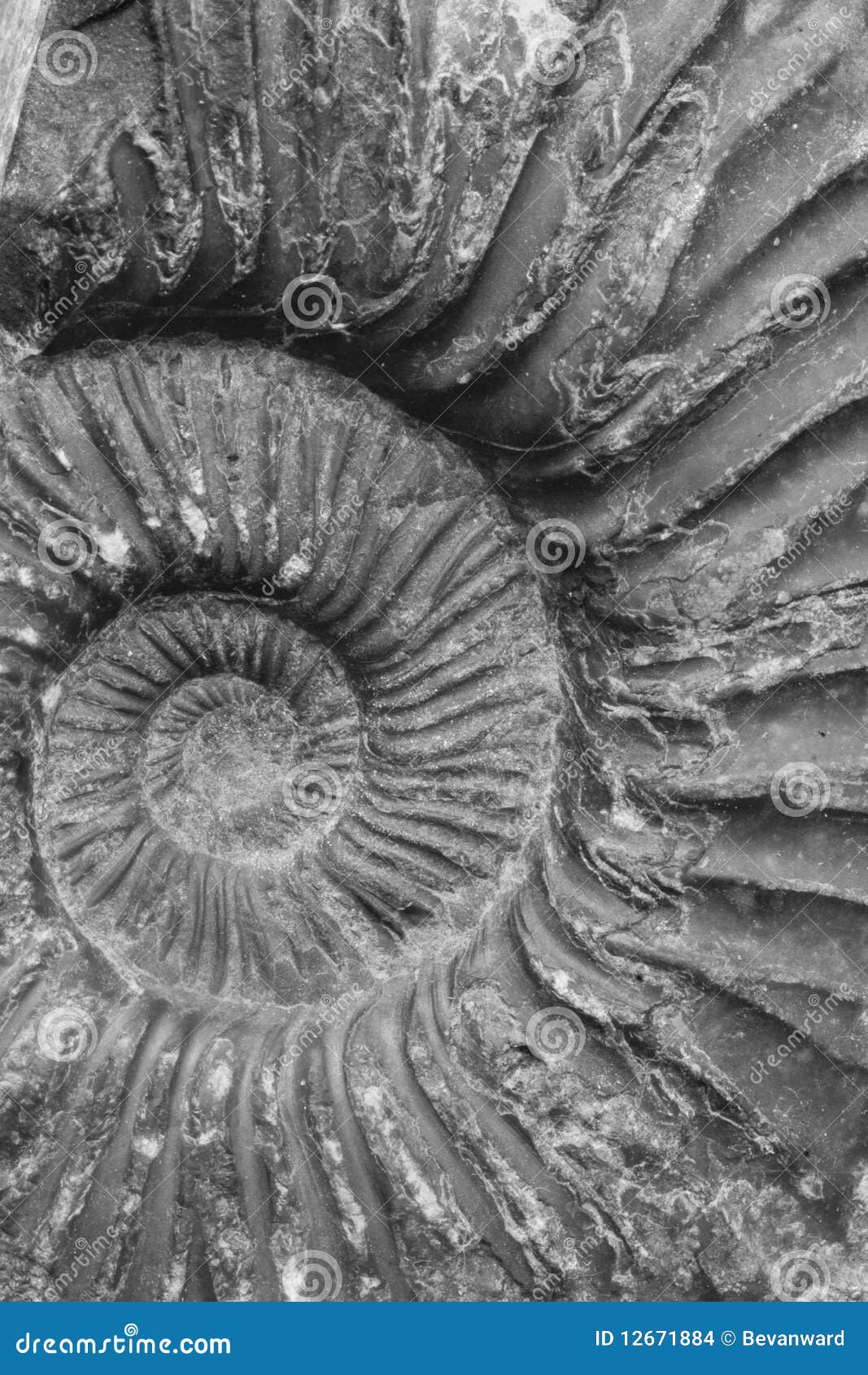 Ammonite Embroidery Machine Designs