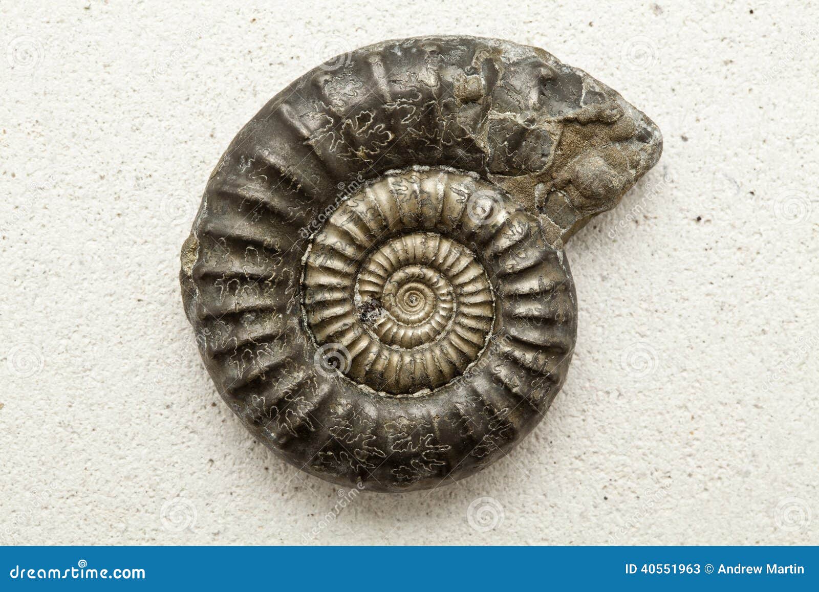 Ammonite stock image. Image of ancient, portland, ammonite - 40551963