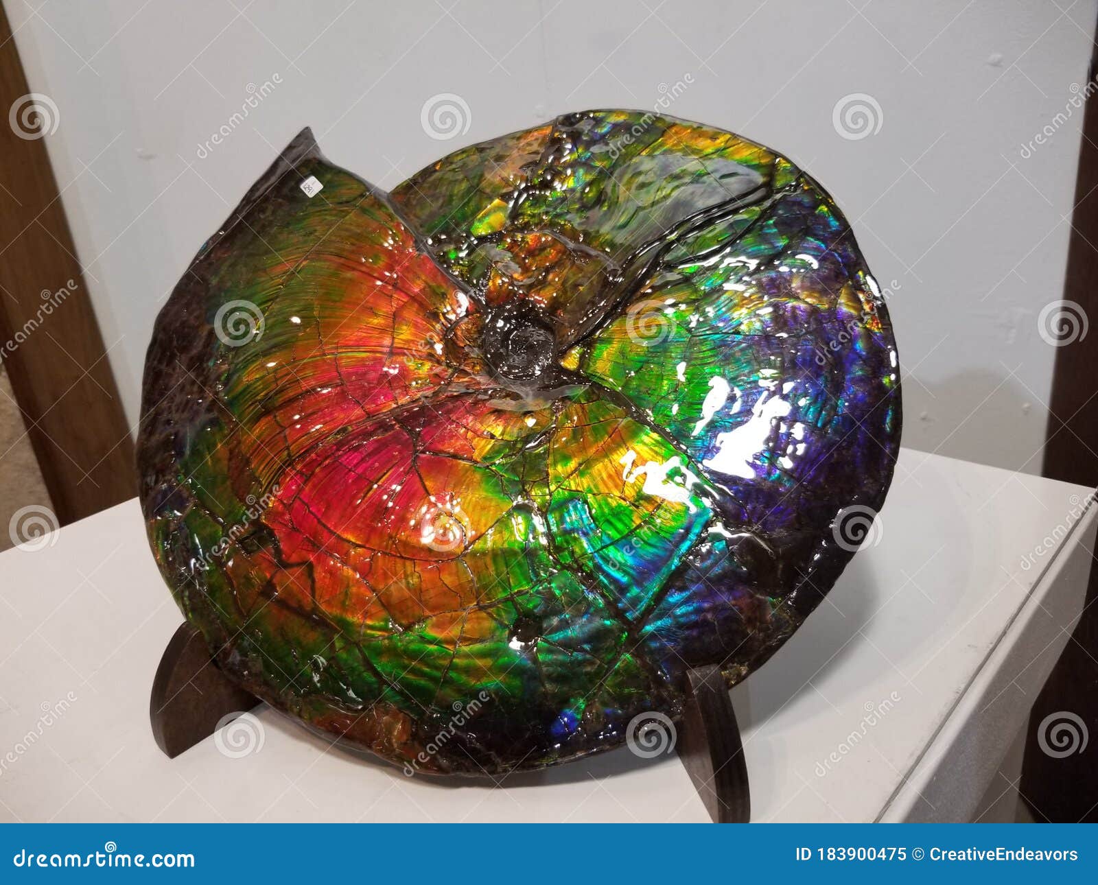 Ammonite Fossil with Rainbow of Glowing Nacre Editorial Image - Image ...
