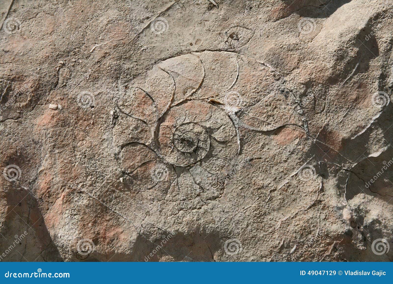 Ammonite fossil stock image. Image of geology, extinct - 49047129
