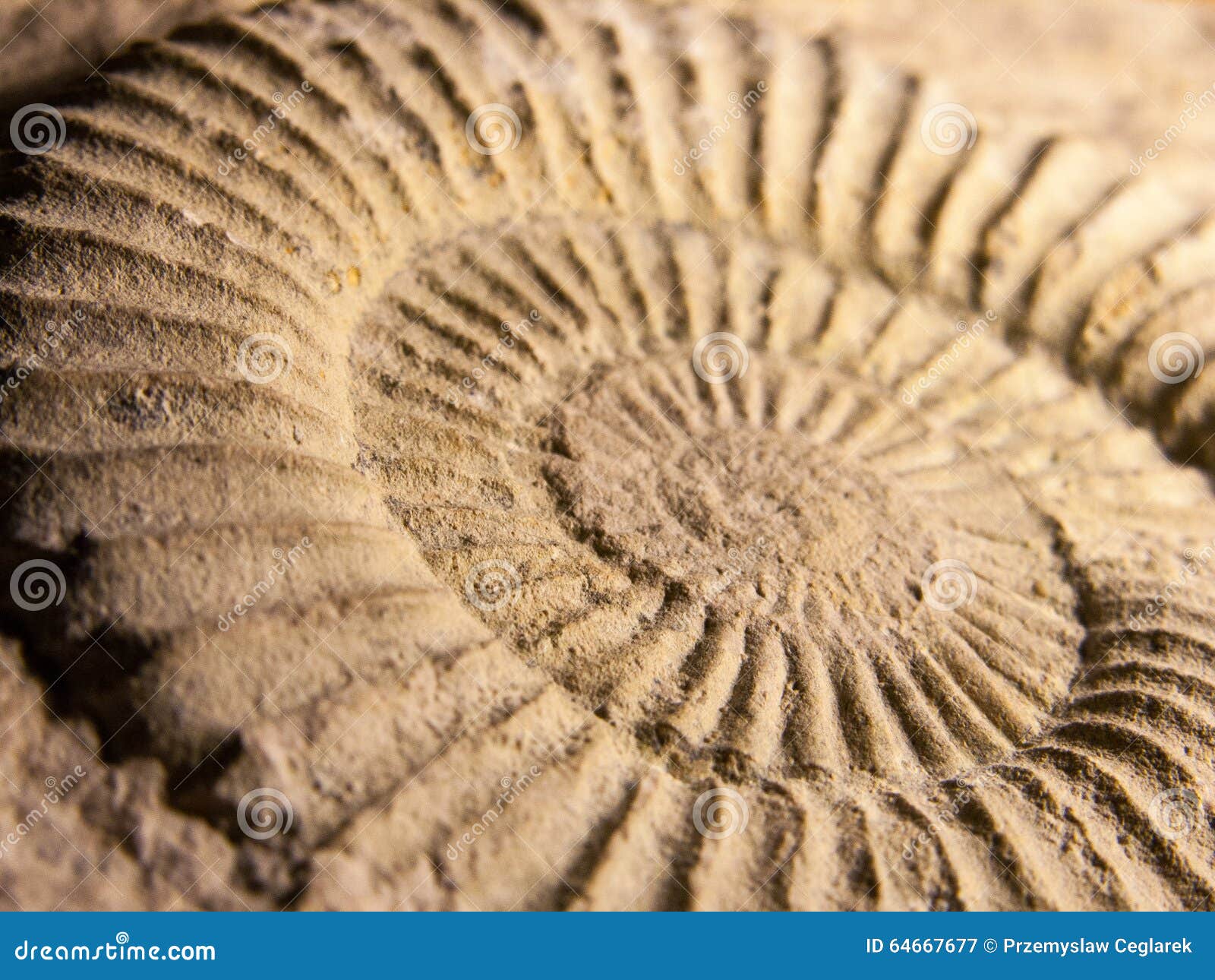 Ammonite Fossil in the Rock. Stock Image - Image of nautilus, amonit ...