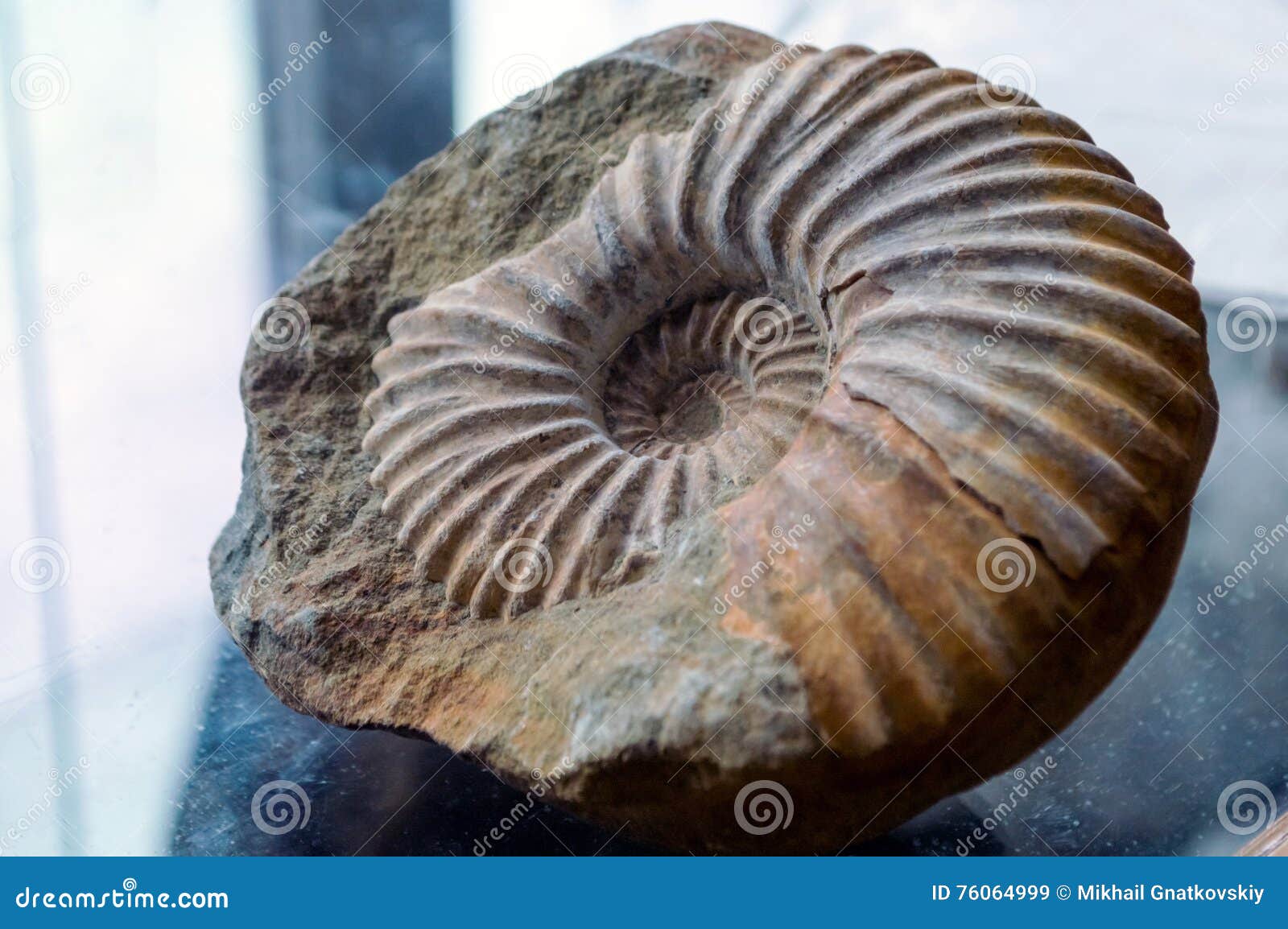 The Ammonite Fossil in the Rock. Stock Image - Image of ammonite ...