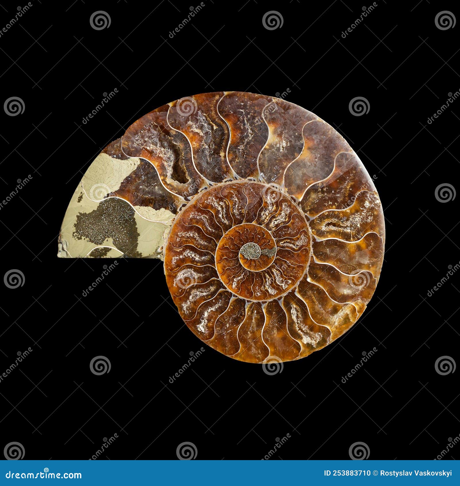 Ammonite fossil shell stock photo. Image of closeup - 253883710
