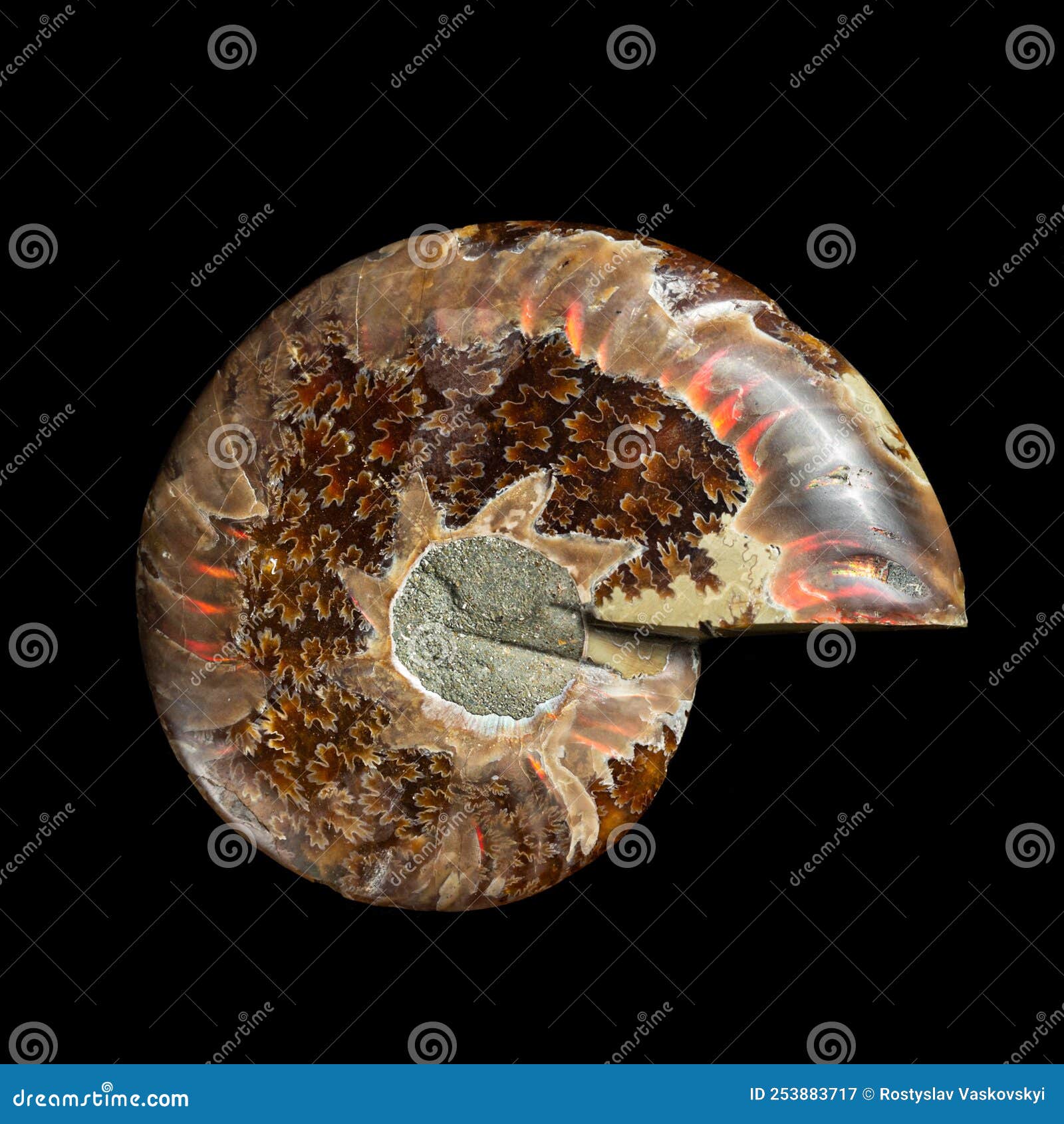 Ammonite fossil shell stock image. Image of geometry - 253883717