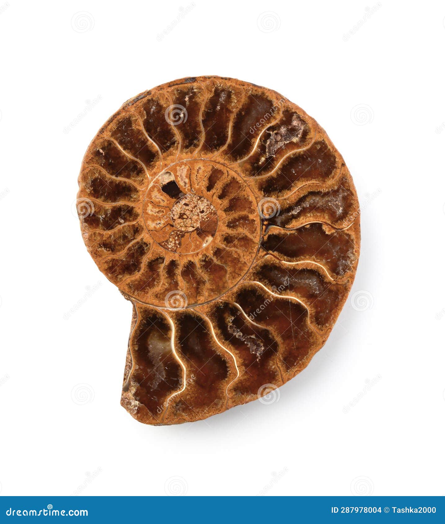 Ammonite fossil shell stock photo. Image of ancient - 287978004
