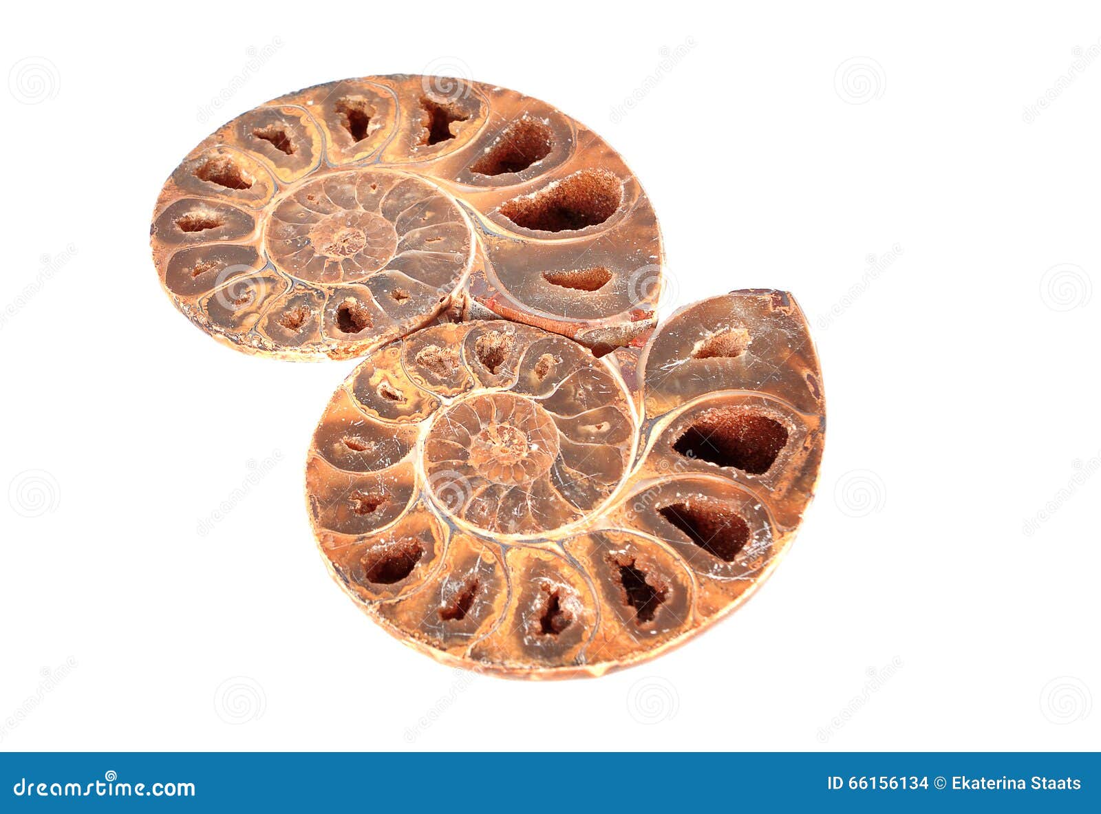 Ammonite fossil shell stock photo. Image of paleontology - 66156134