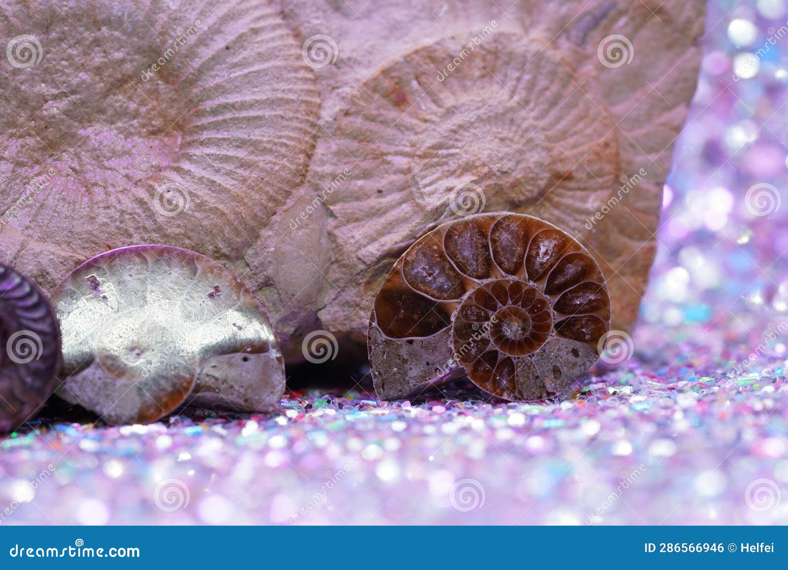 Ammonite is a Fossil of a Squid, Photographed in Close-up in Studio ...
