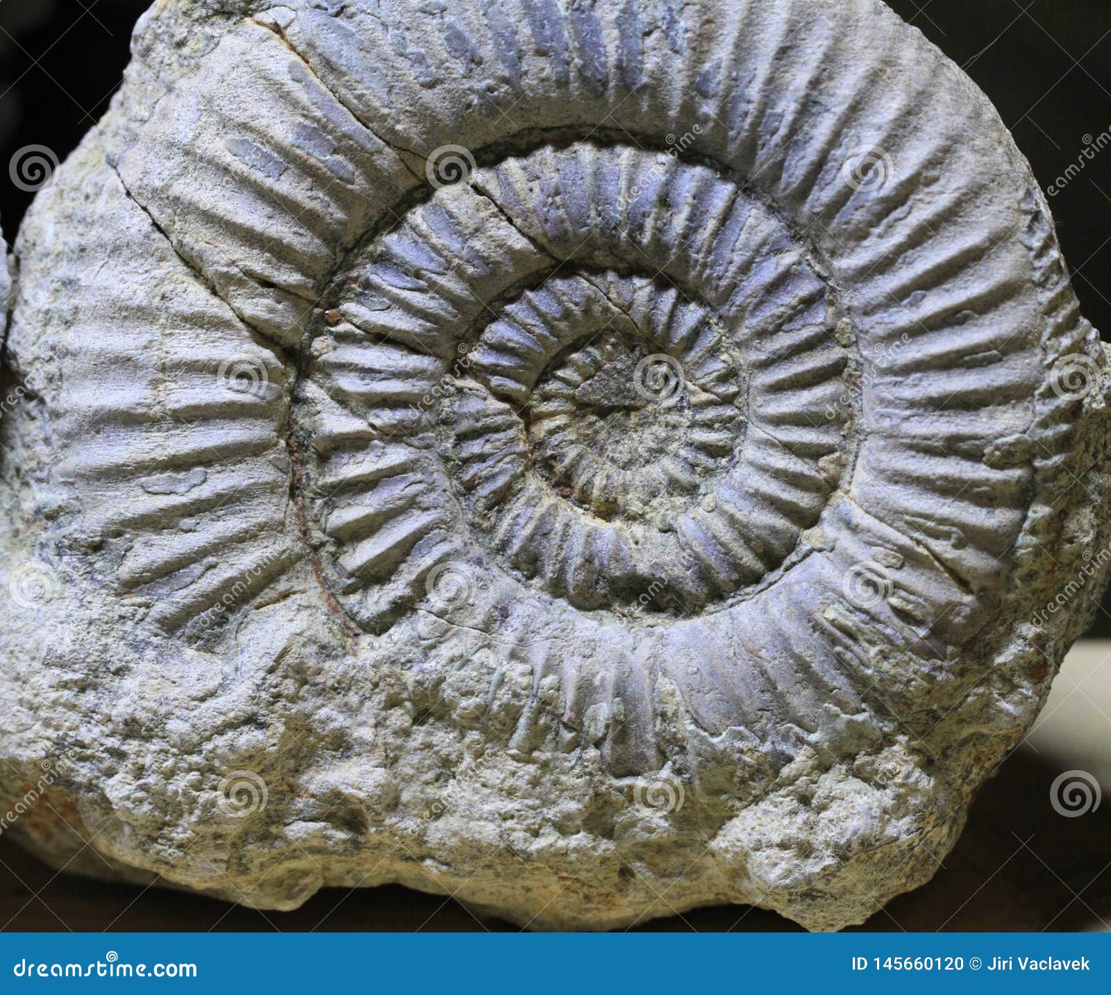 Ammonite fossil texture stock photo. Image of natural - 145660120