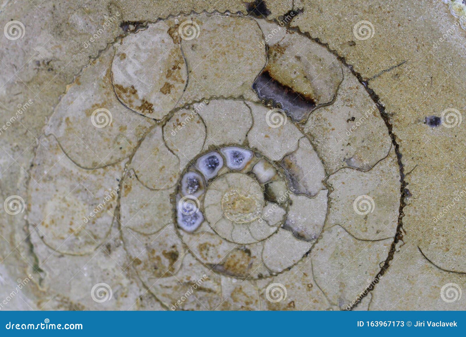 Ammonite fossil texture stock image. Image of prehistory - 163967173