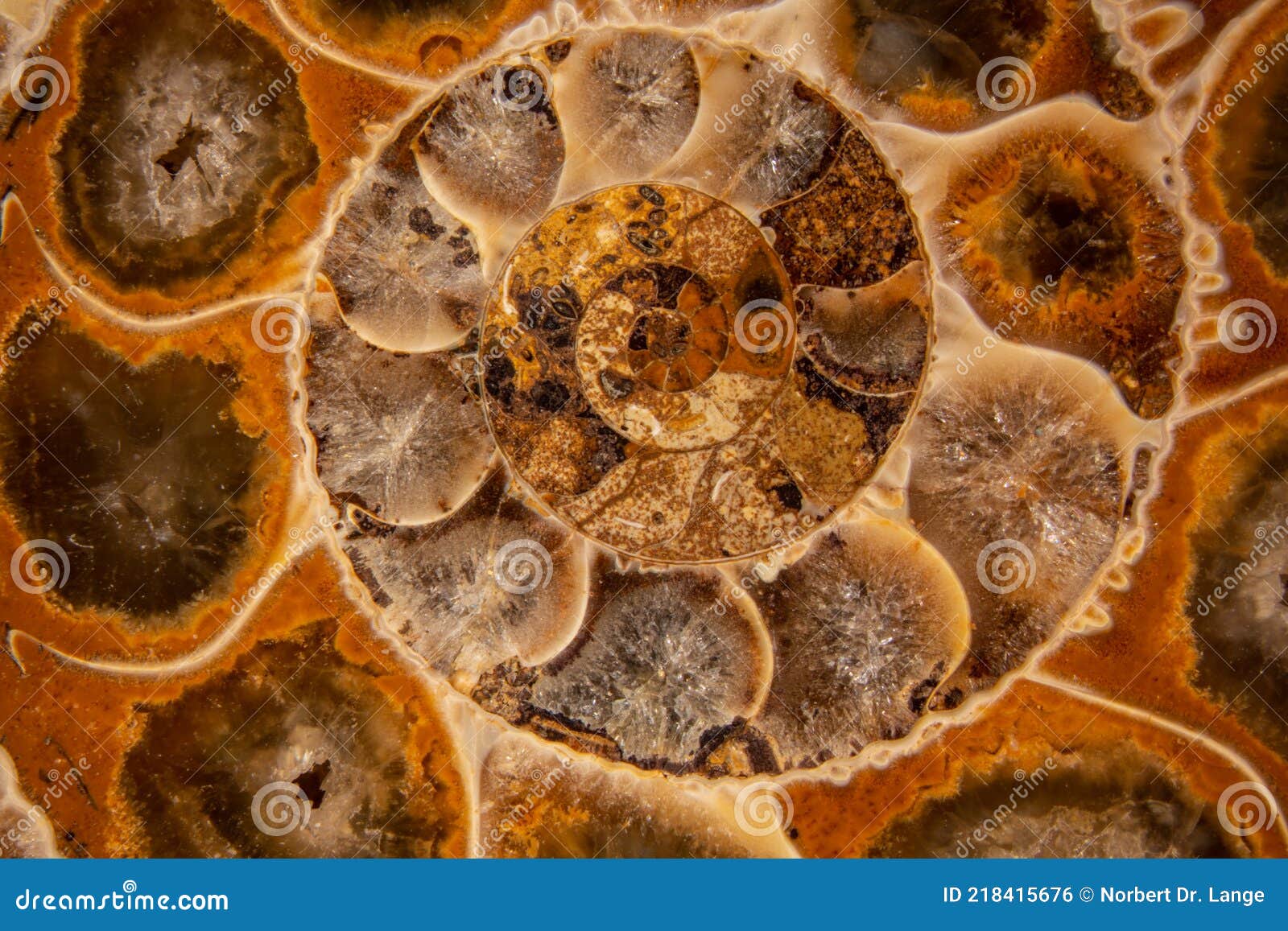 Fossilization Cartoons, Illustrations & Vector Stock Images - 366 ...