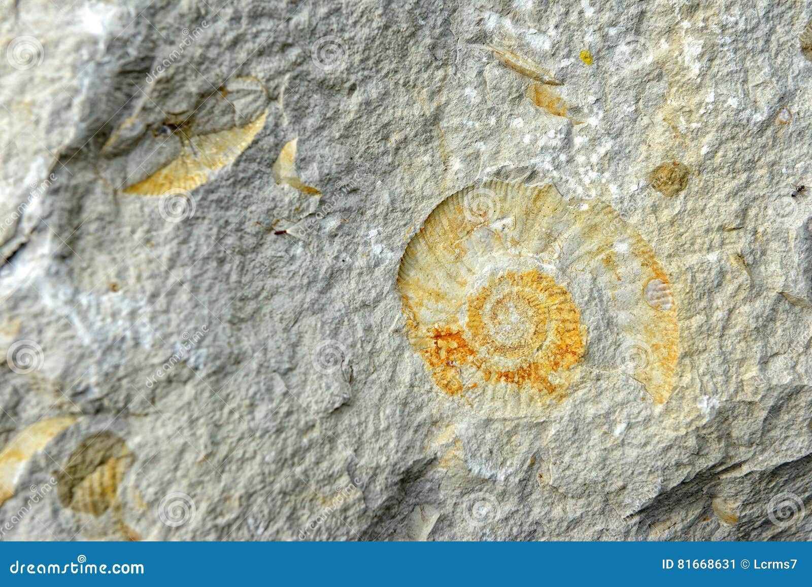 Ammonite Fossils in Limestone Stock Image - Image of evolution, geology ...