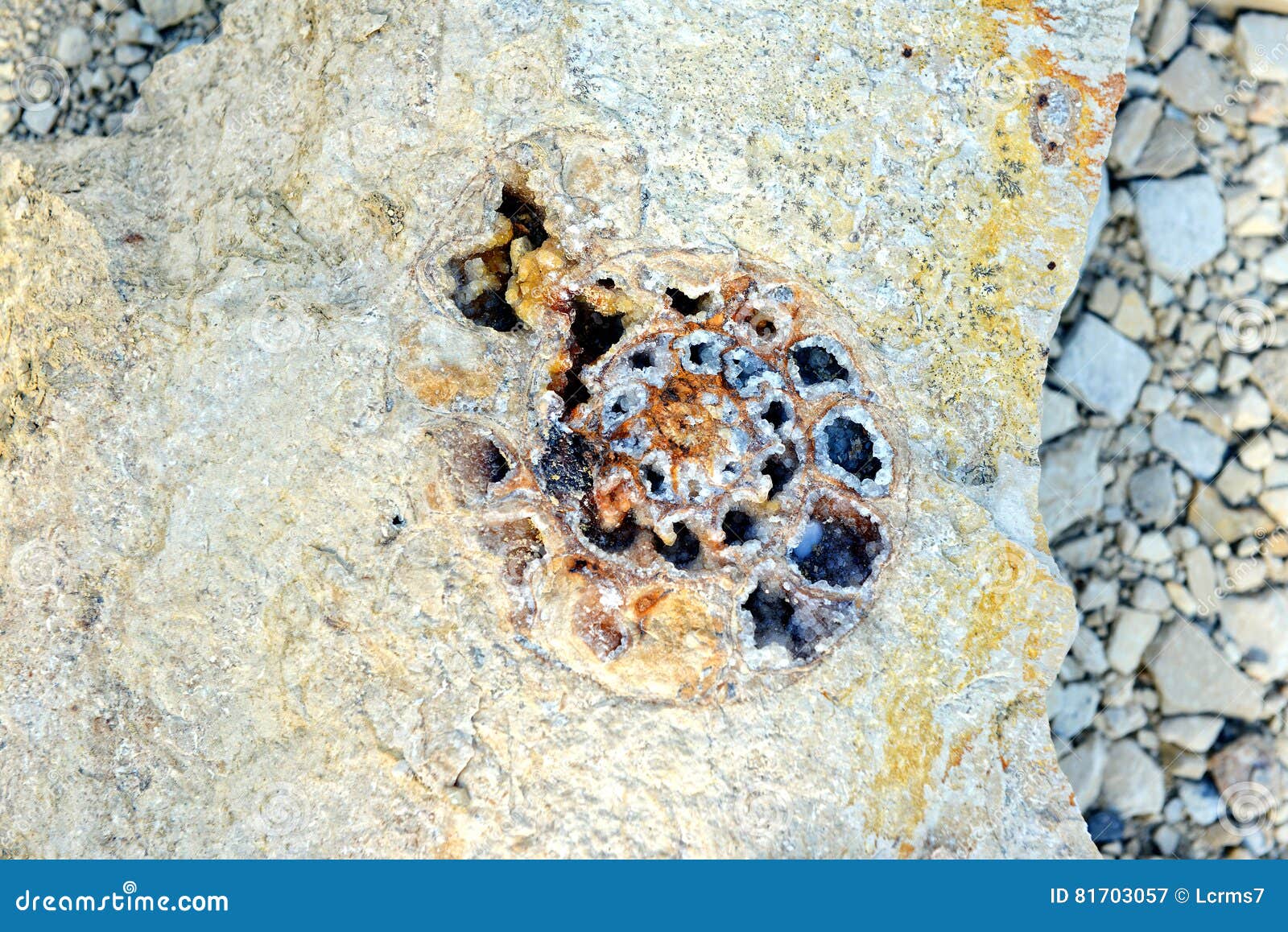 Ammonite Fossils in Limestone Stock Image - Image of macro ...