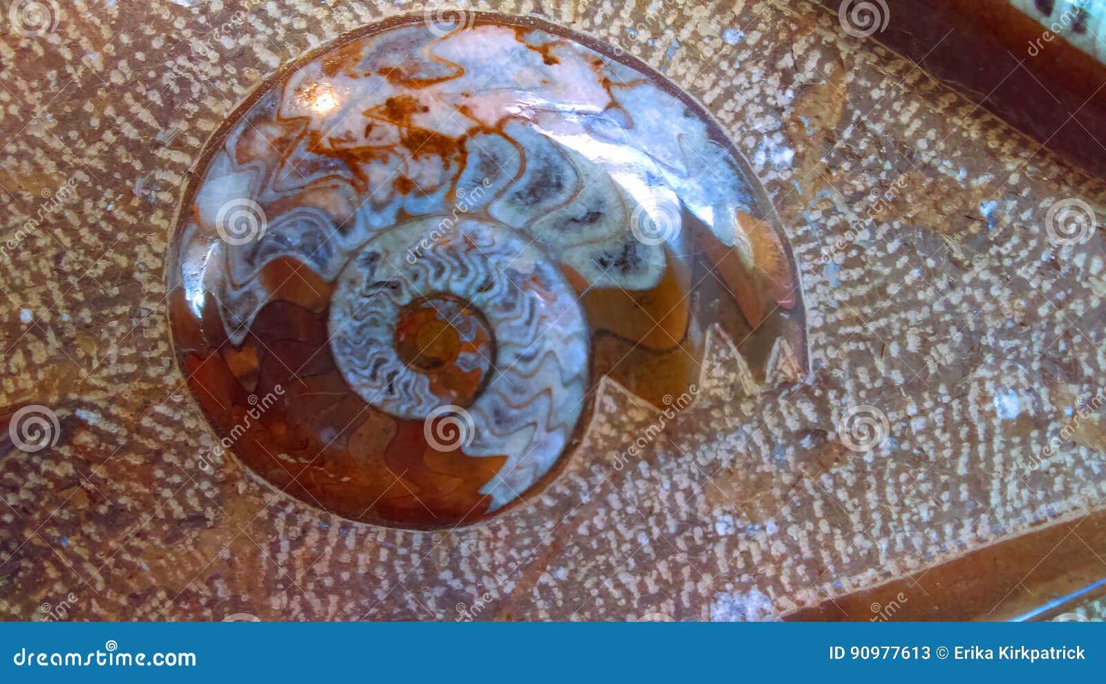 Ammonite Gemstone Background Stock Image - Image of ammonite, color ...