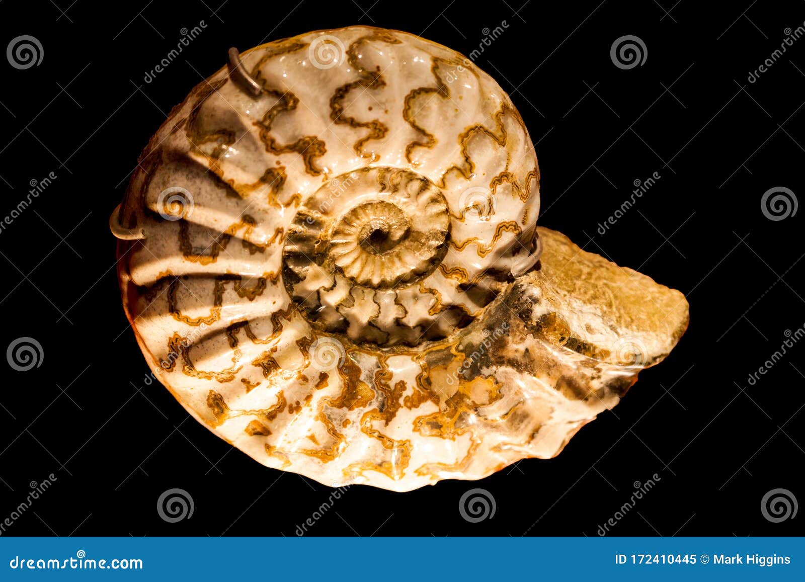 Ammonite isolated stock image. Image of environment - 172410445