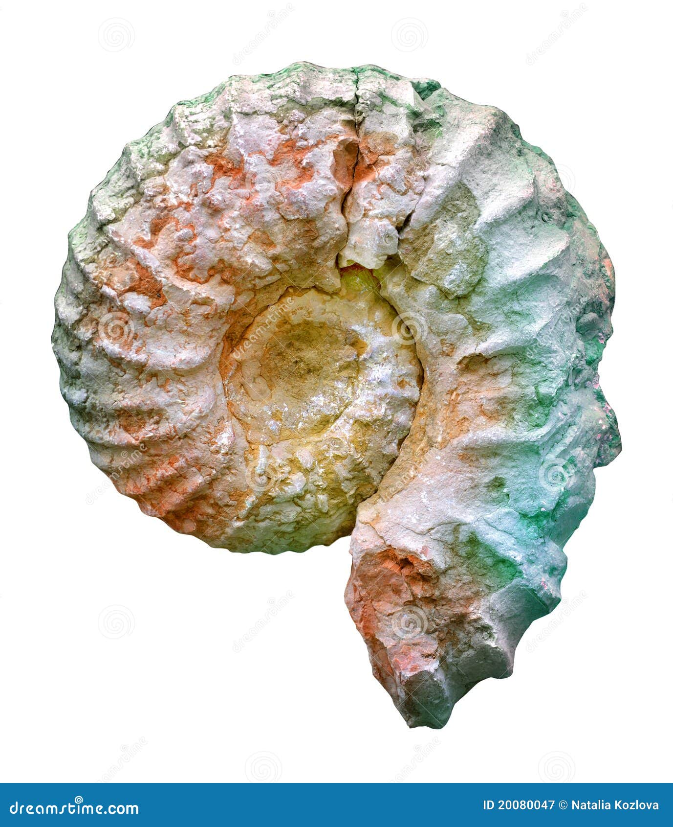 Fossilized Shell Of Prehistoric Times In Building Block Of Portuguese ...