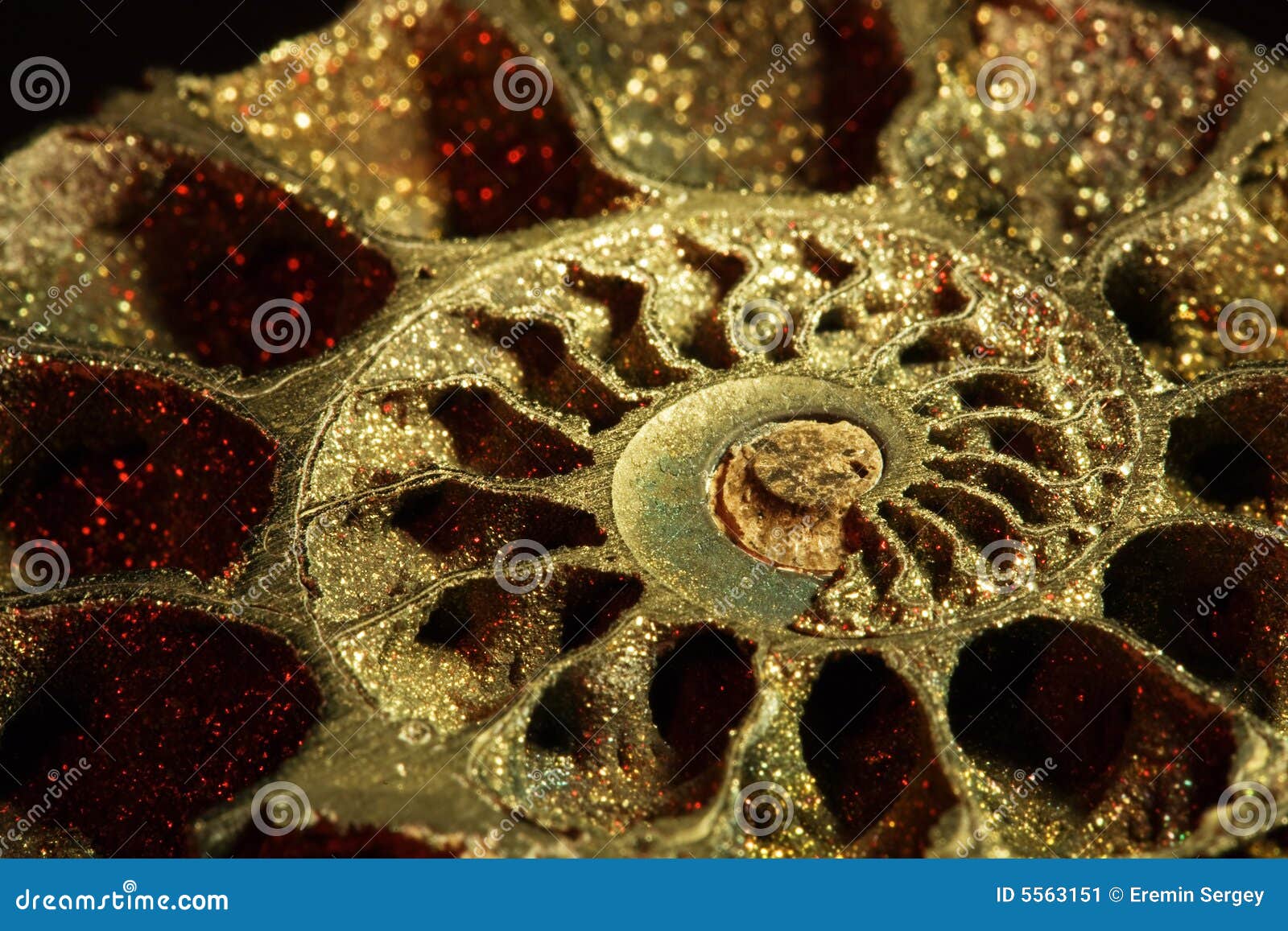220 Ammonite Wall Stock Photos - Free & Royalty-Free Stock Photos from ...
