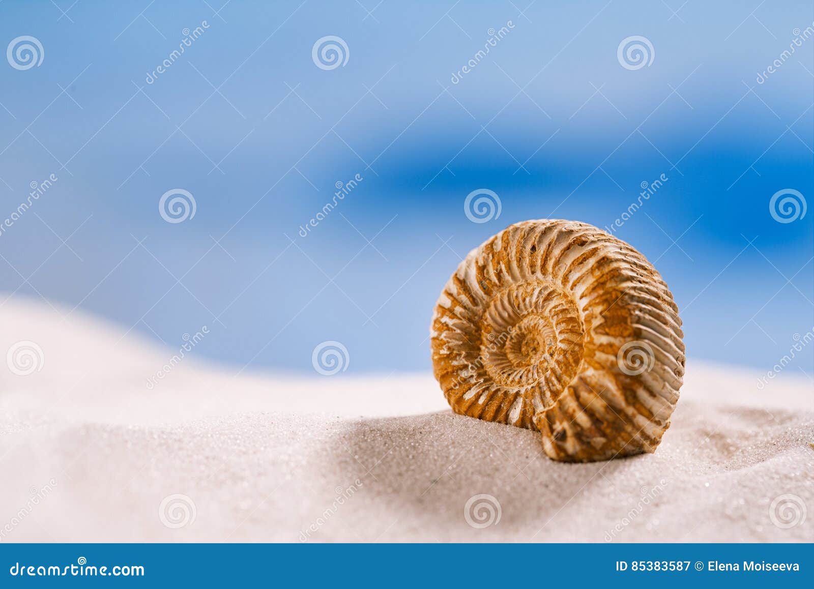 Ammonite And Nautilus Shells Royalty-Free Stock Photo | CartoonDealer ...