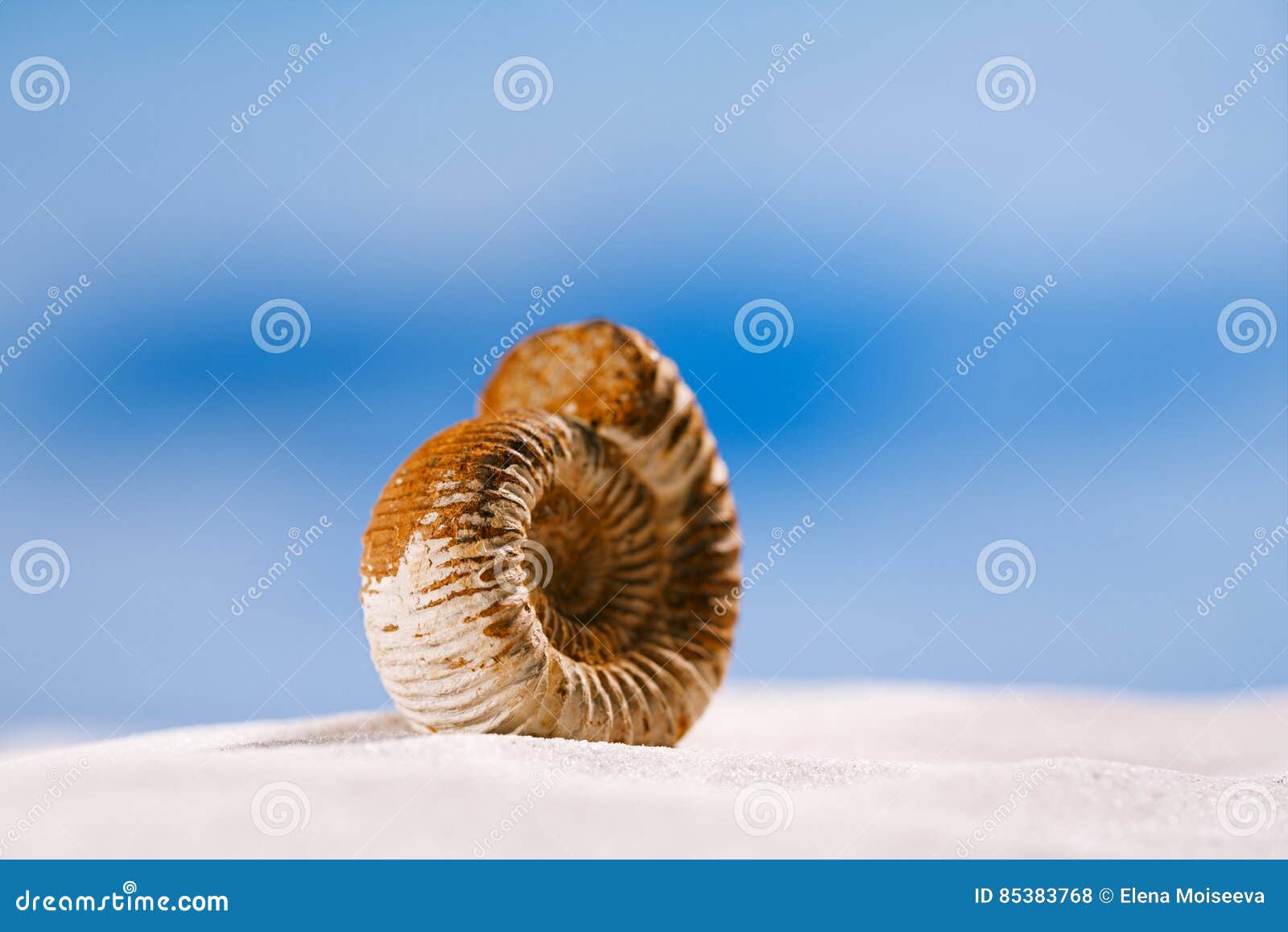 Ammonite And Nautilus Shells Royalty-Free Stock Photo | CartoonDealer ...