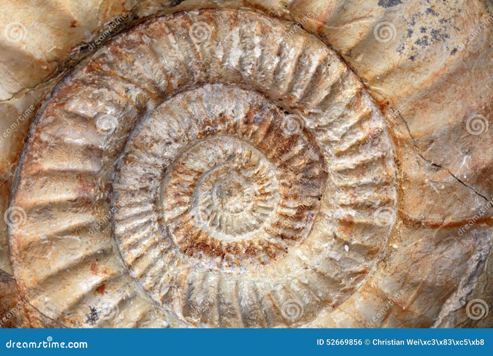 Ammonite stock photo. Image of paleontology, structure - 52669856
