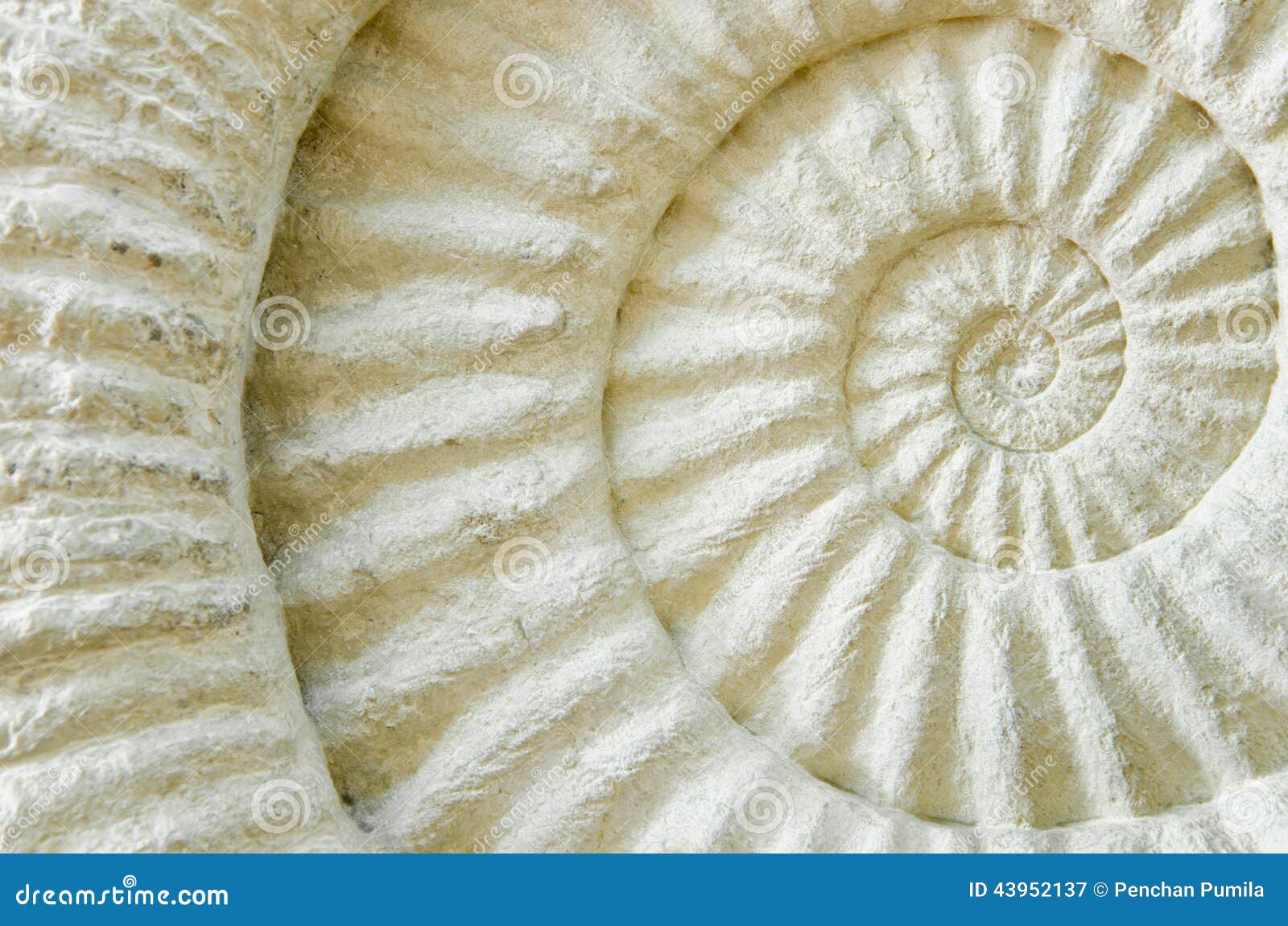 Ammonite Prehistoric Fossil Stock Image - Image of pattern, coil: 43952137
