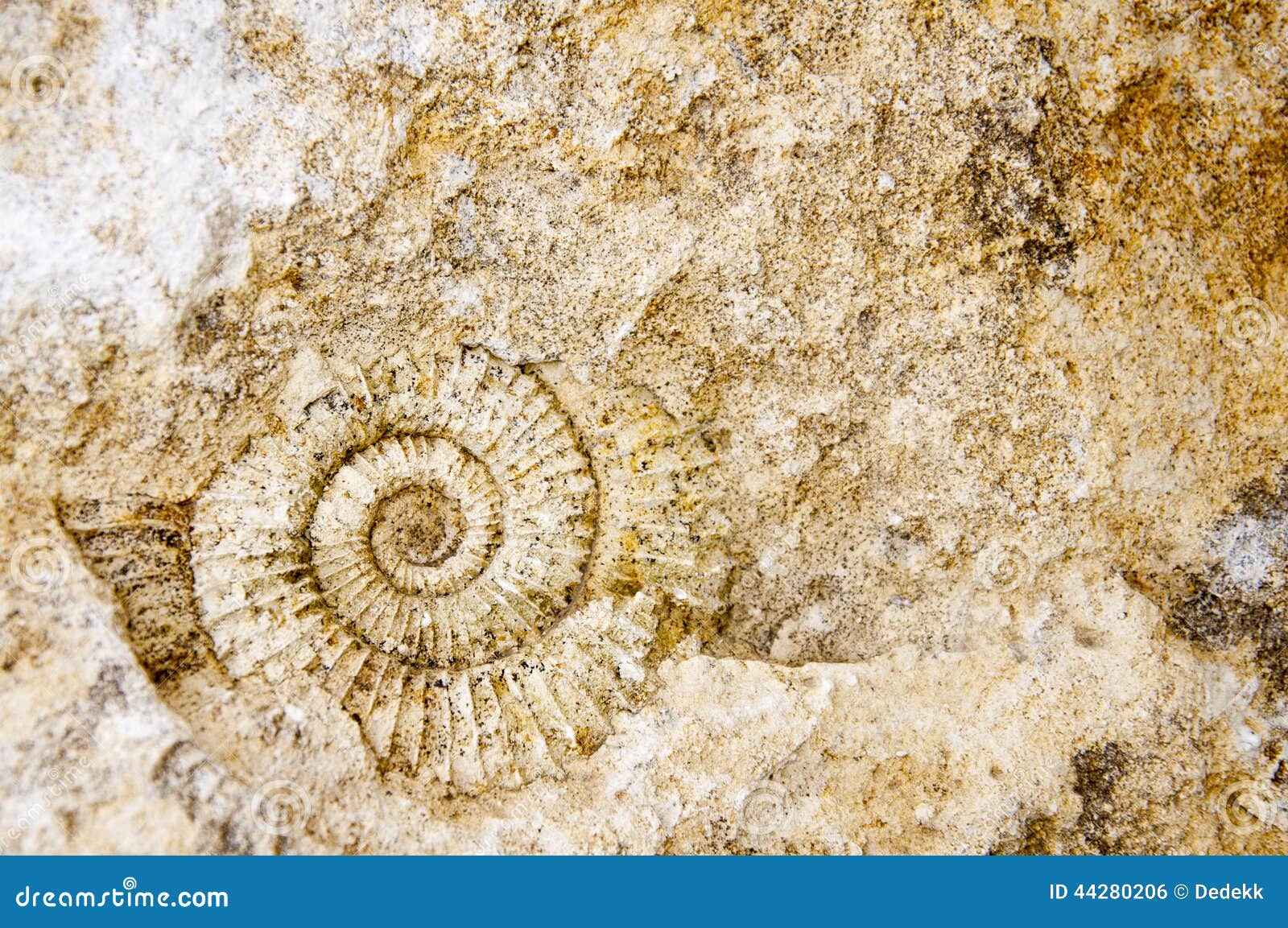 Ammonite stock photo. Image of pattern, ammonite, marine - 44280206