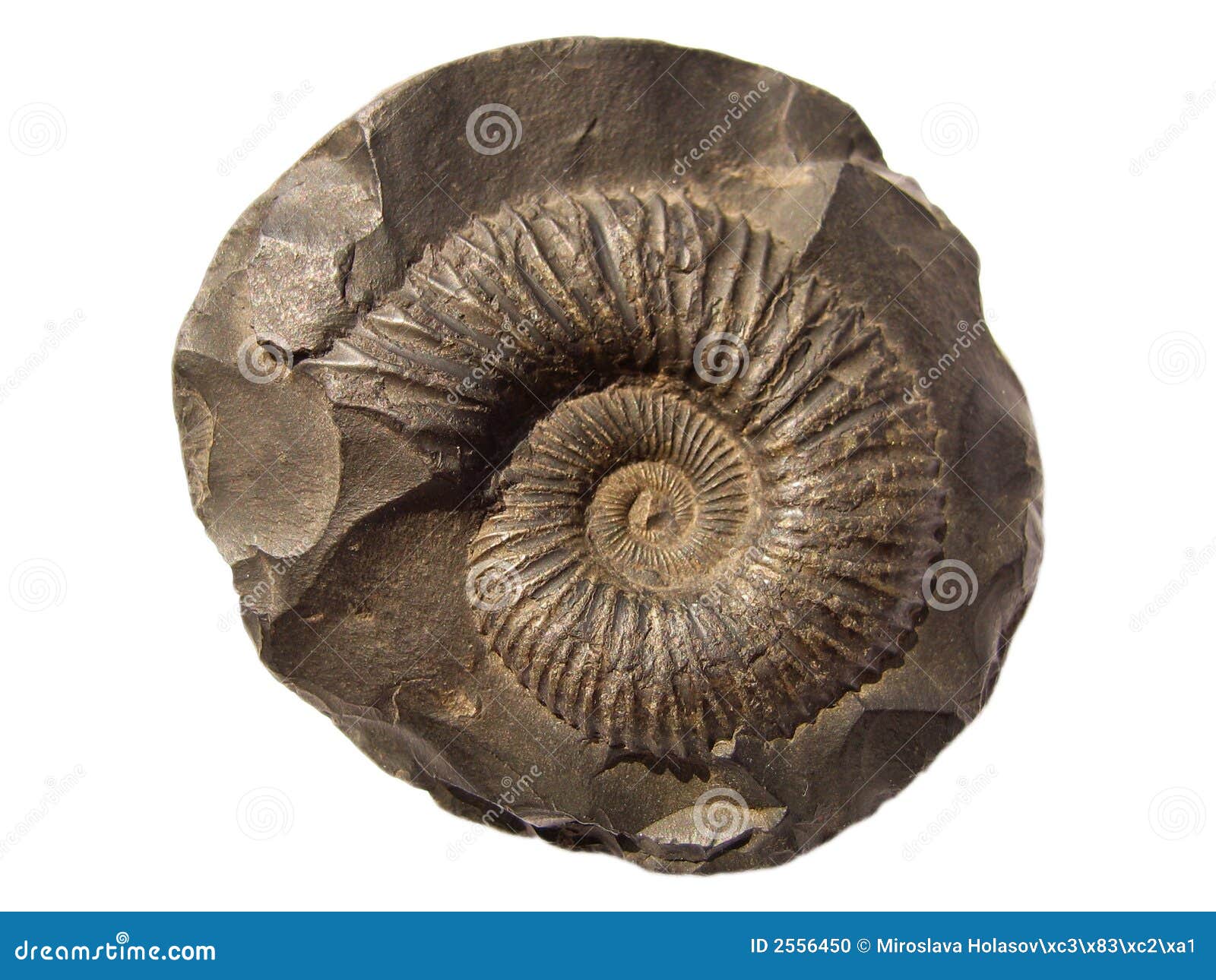 Ammonite (saligram) stock photo. Image of amonite, beauty - 2556450