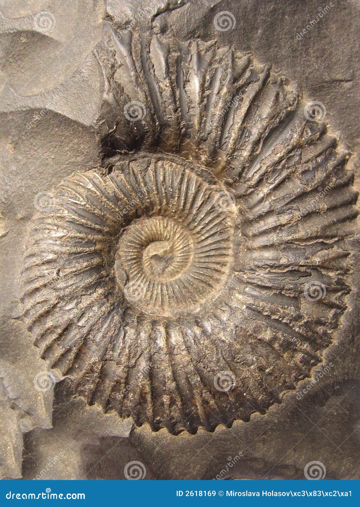 Ammonite (saligram) stock image. Image of petrified, curl - 2618169