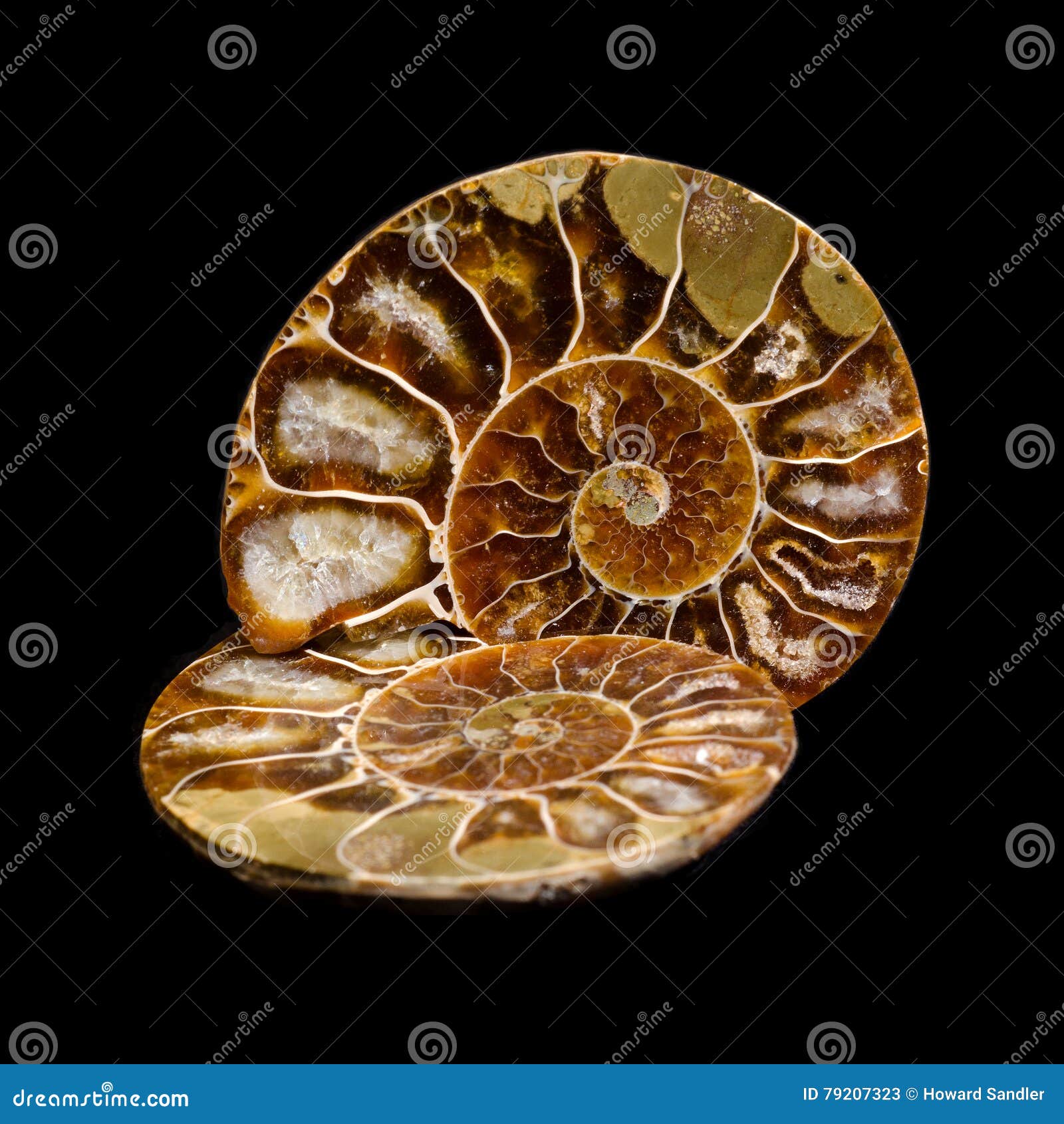 Ammonite sections stock image. Image of rock, crystal - 79207323