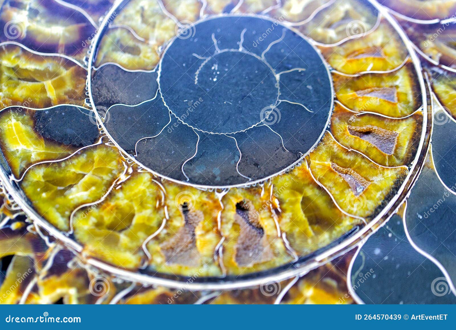 Ammonite. Ammonite Shell Cut in Form of a Spiral Stock Image - Image of ...