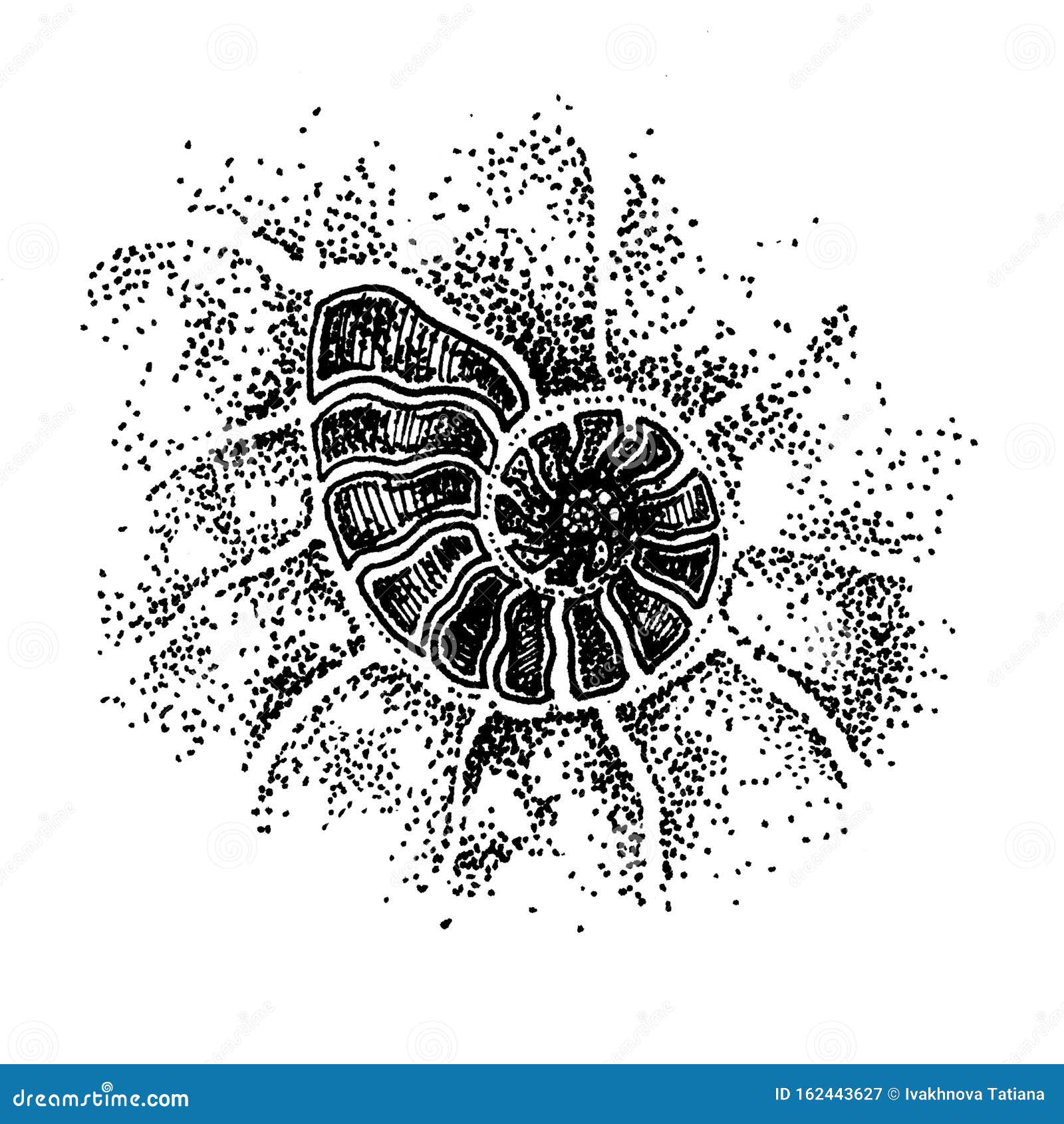 Ammonite Shell Image, Graphic Handwork. Black and White Image. Stock ...