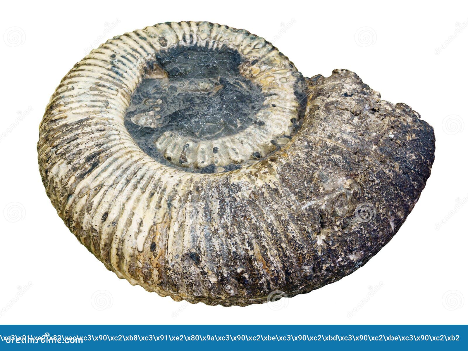 Ammonite Shell Isolated on White Background Stock Image - Image of ...