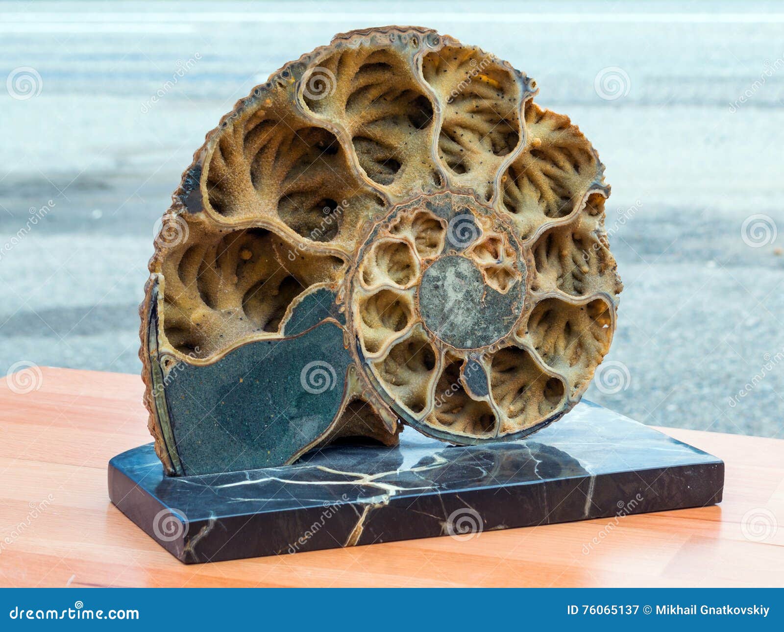 Ammonite shell in section stock image. Image of close - 76065137