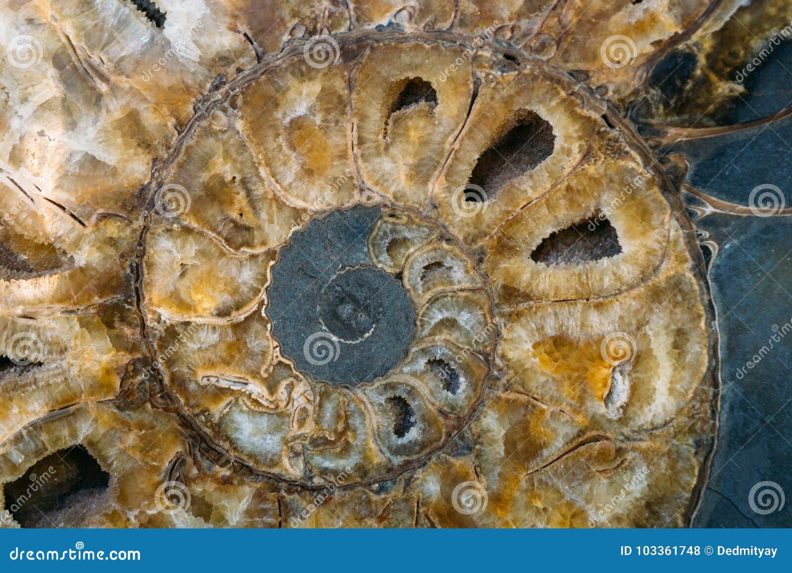 Ammonite Shell in Section - Extinct Subclass of Cephalopod Mollusks ...