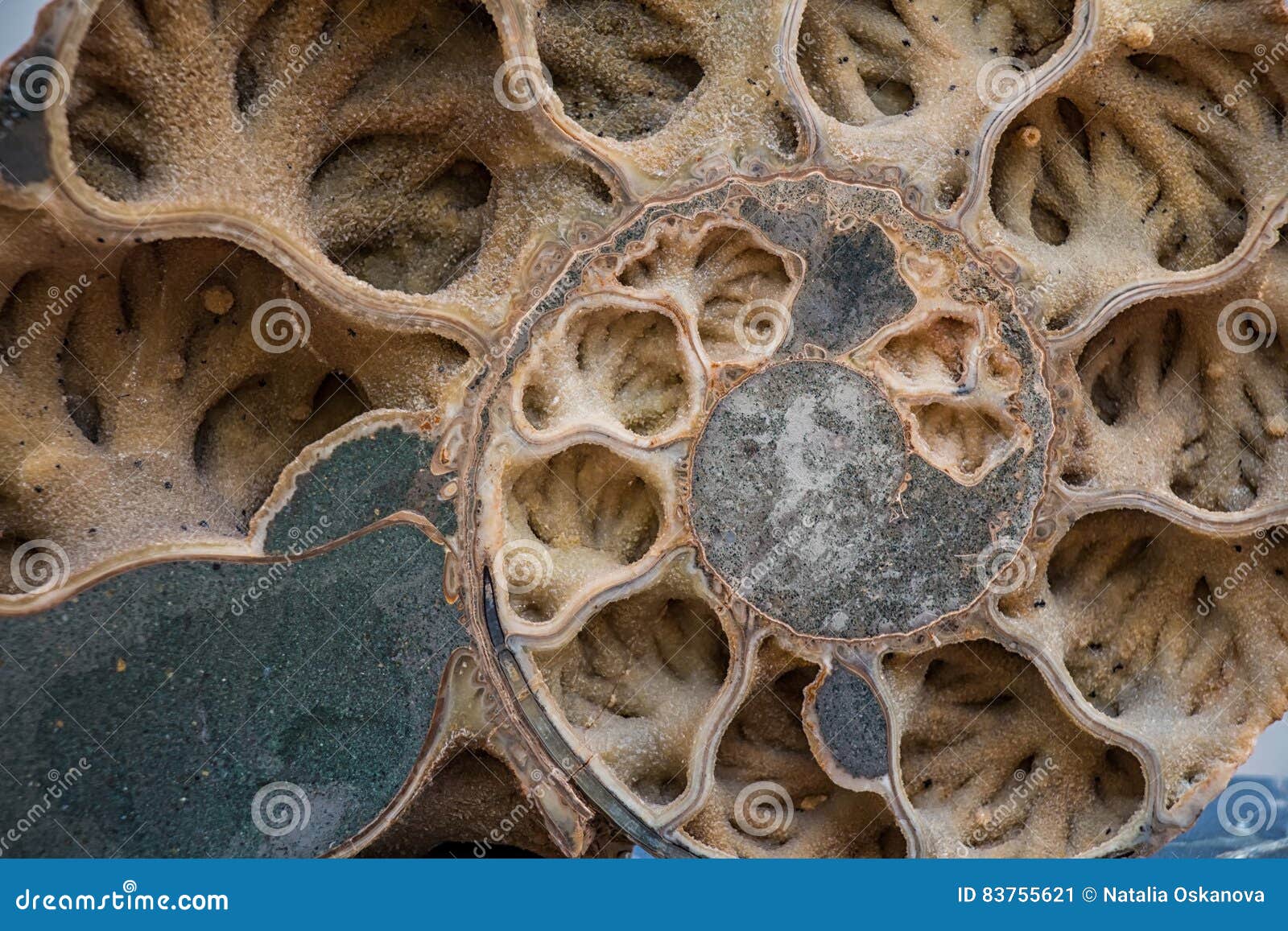 Ammonite Shell Viewed in Section Stock Image - Image of gemstone, coil ...