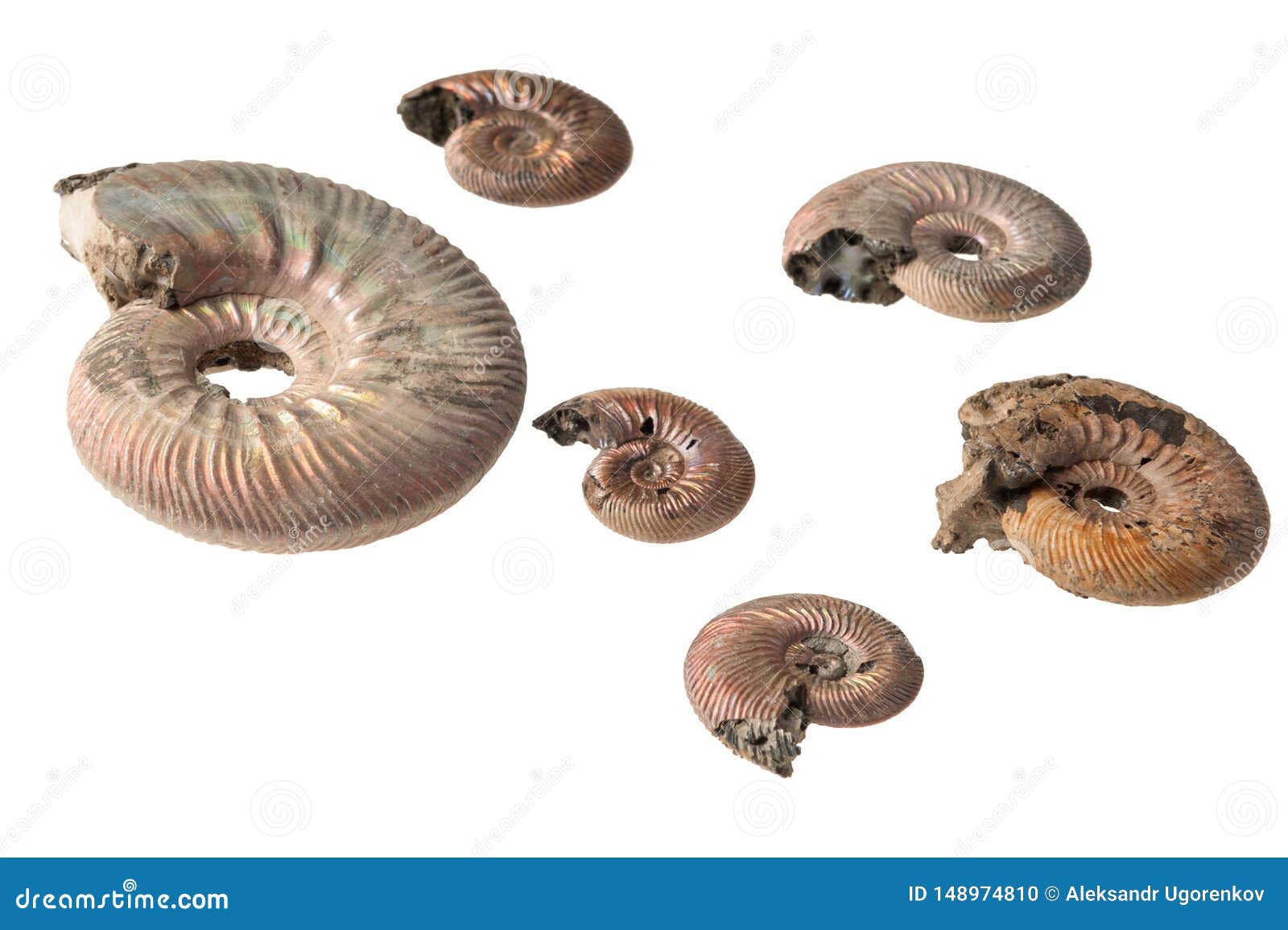Ammonite Shell On A White Background Royalty-Free Stock Photo ...