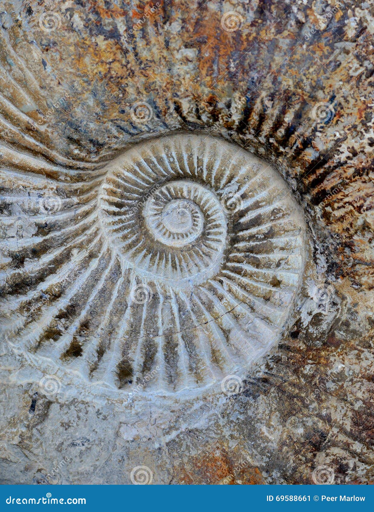 Ammonite spiral stock image. Image of jurassic, snail - 69588661