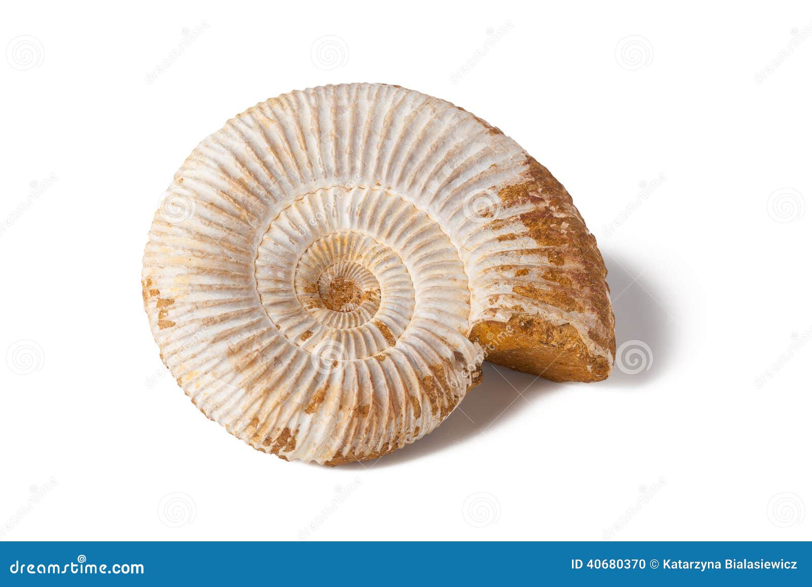 Ammonite stone stock photo. Image of zoolite, fossil - 40680370