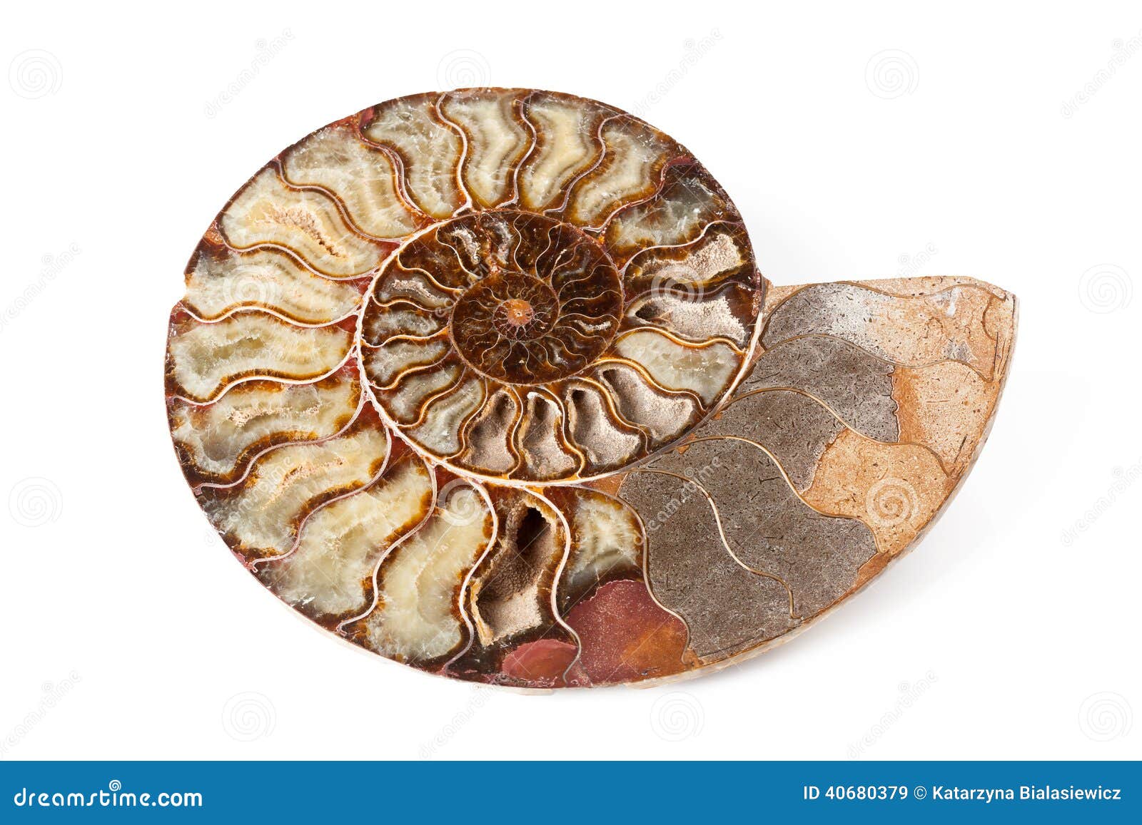 Ammonite stone stock image. Image of fossil, gemstones - 40680379
