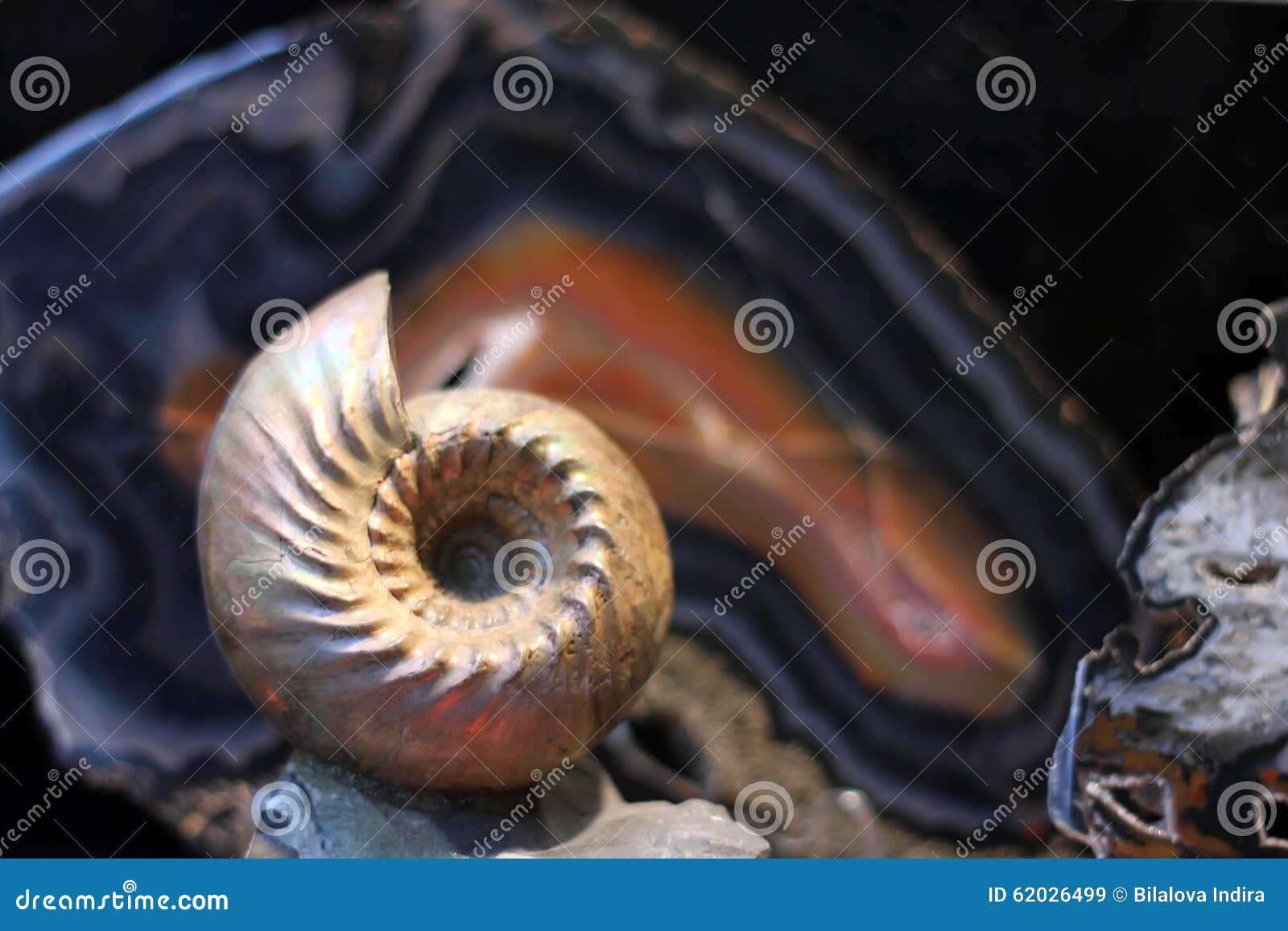 Ammonite stock image. Image of prehistoric, cephalopoda - 62026499