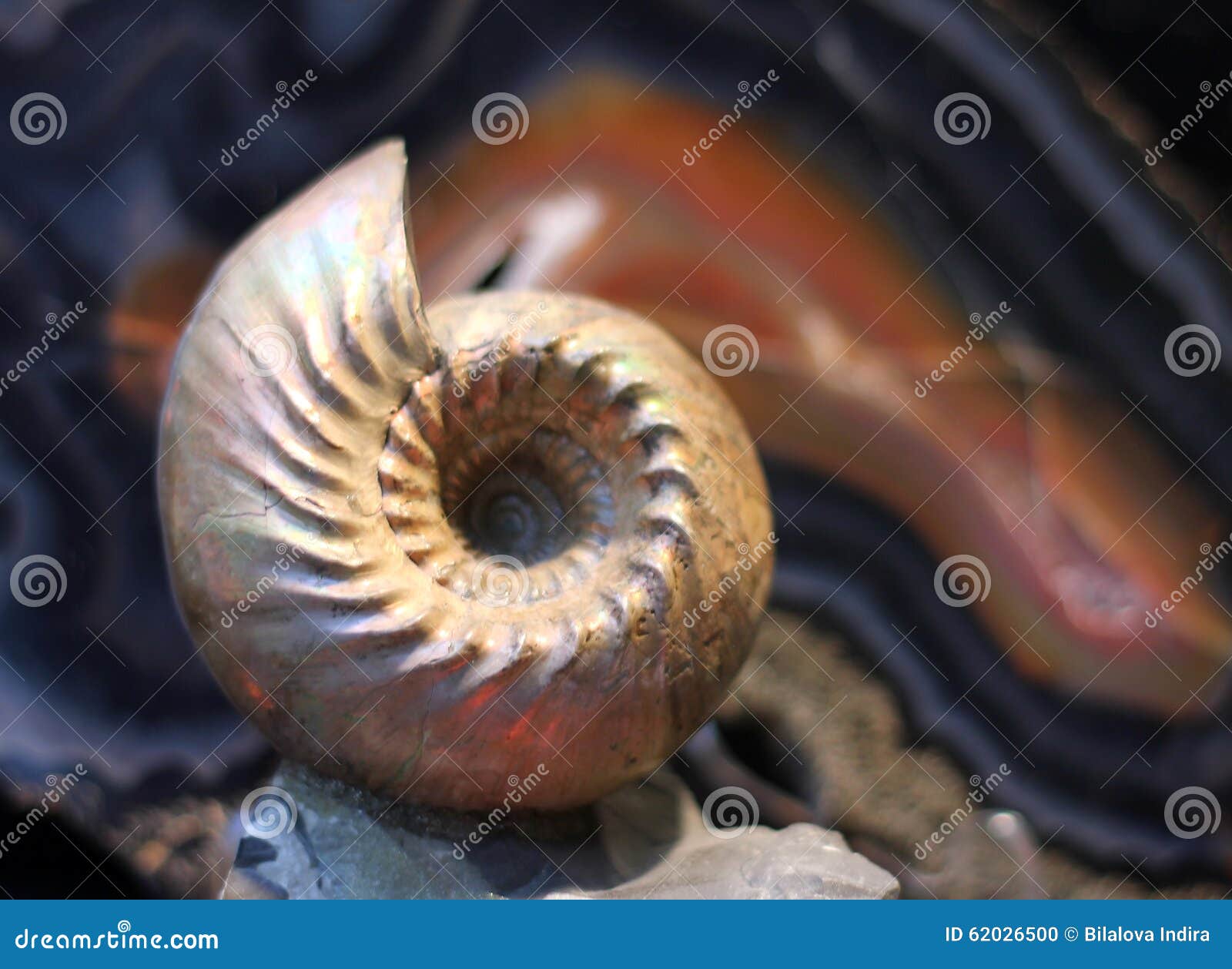 Ammonite stock photo. Image of paleontology, geology - 62026500