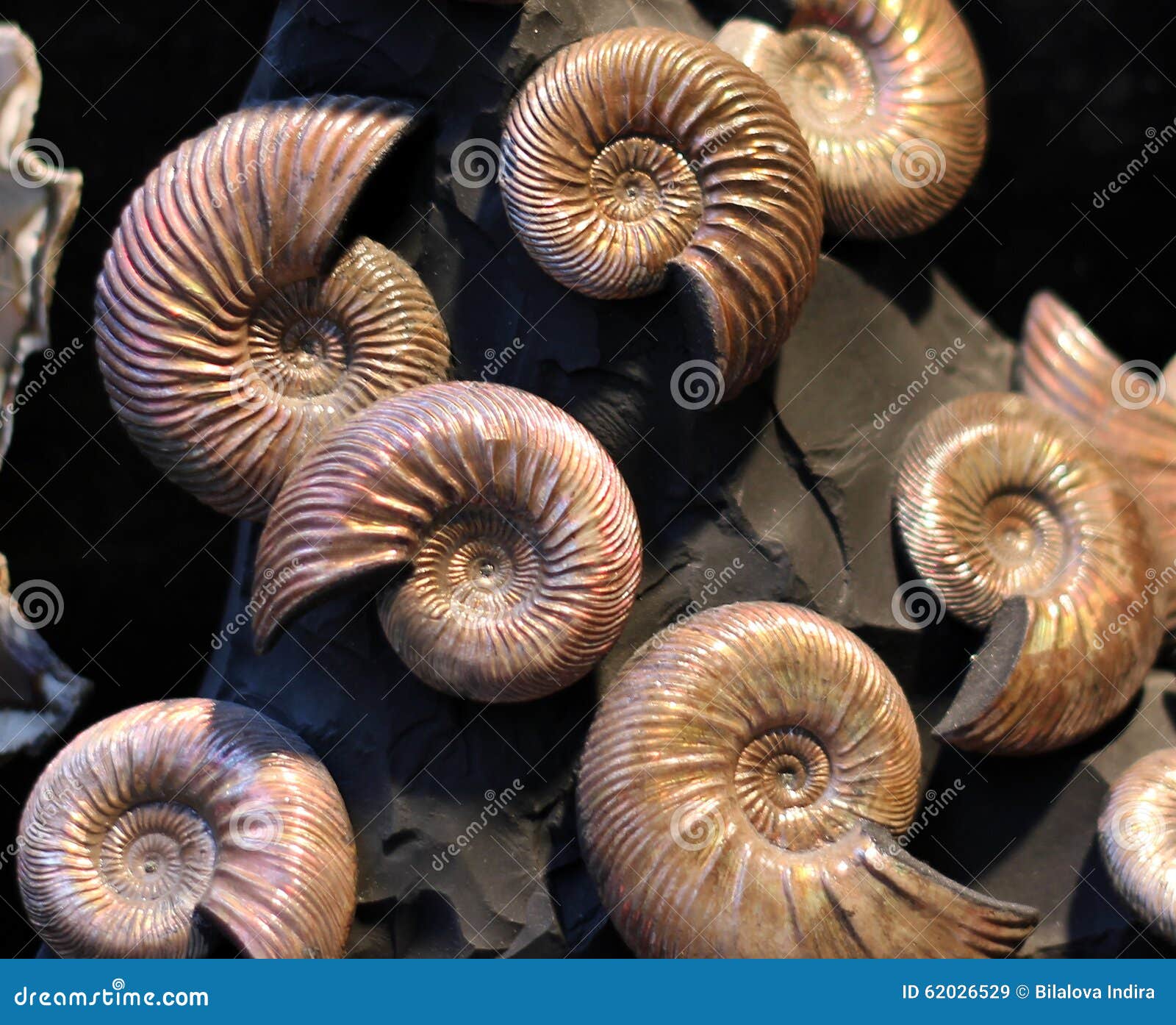 Ammonite stock image. Image of geode, geometric, shell - 62026529