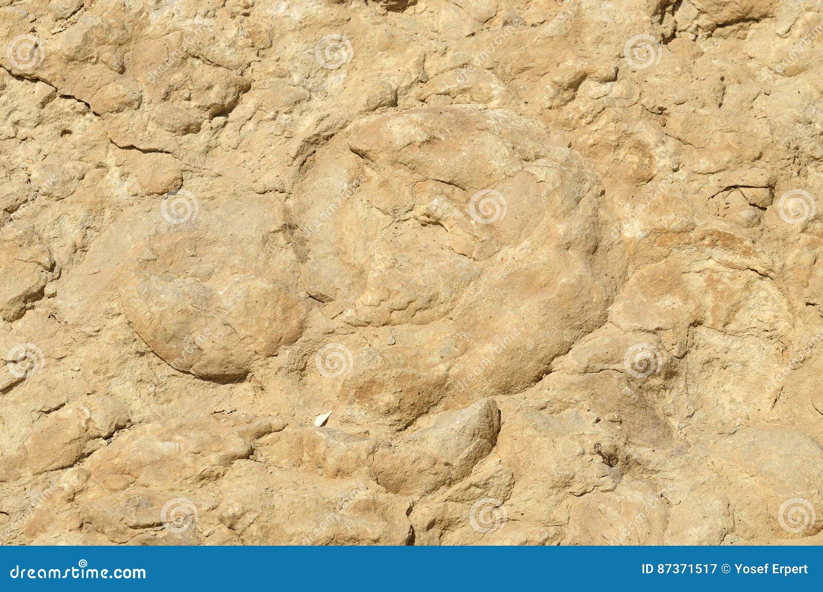 The Ammonite Wall stock image. Image of makhtesh, snail - 87371517