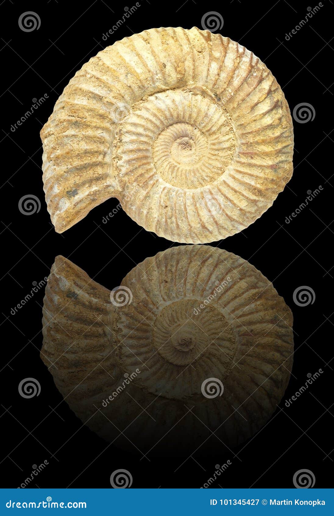 Ammonite stock image. Image of chalk, silo, liberated - 101345427