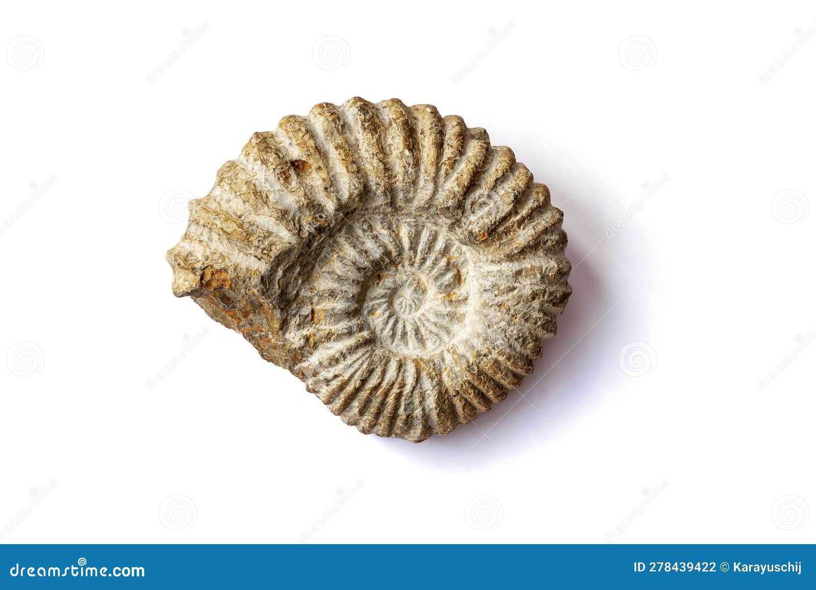 Ammonite on White Background Stock Photo - Image of mineral, isolated ...