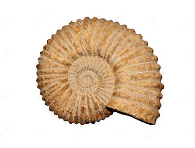 Ammonites stock image. Image of amonites, animal, conch - 14675103